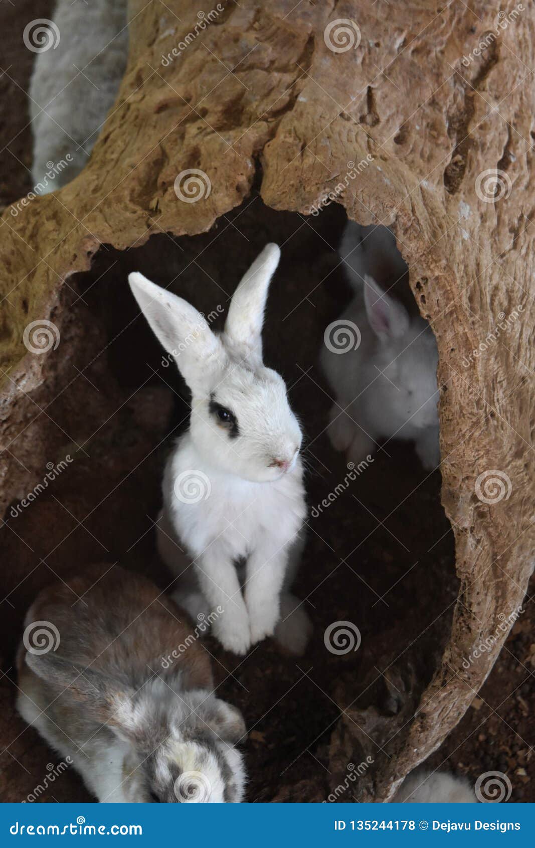 Really Cute White Rabbit Standing Up on His Hind Legs Stock Photo ...