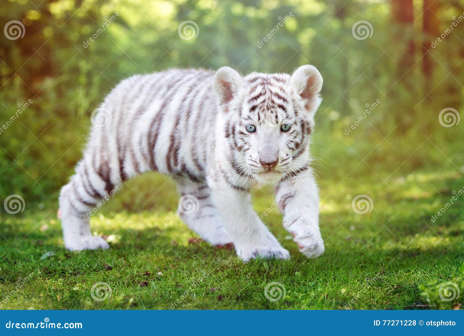 Adorable White Tiger Cub Outdoors Stock Photo - Image of carnivore ...