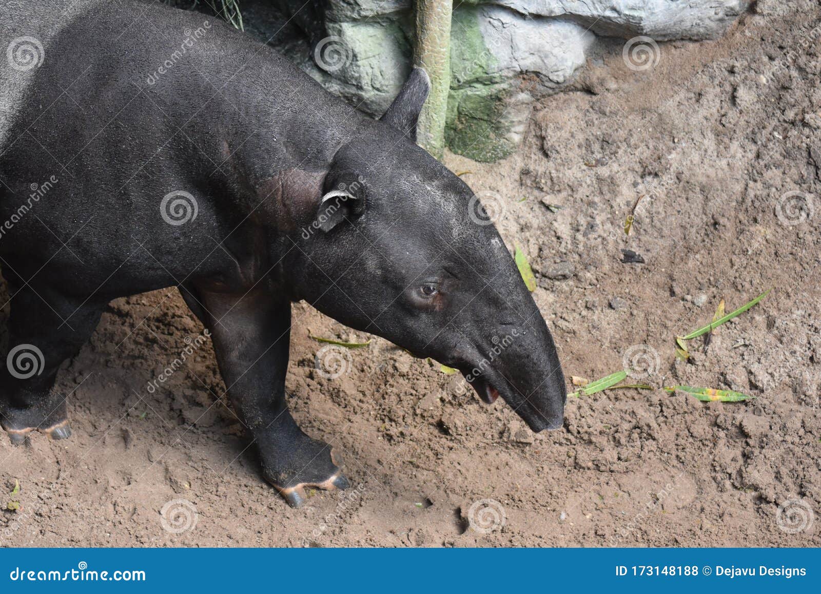 Adorable Wild Bairds Tapir Walking on Sand Stock Photo - Image of tapir ...