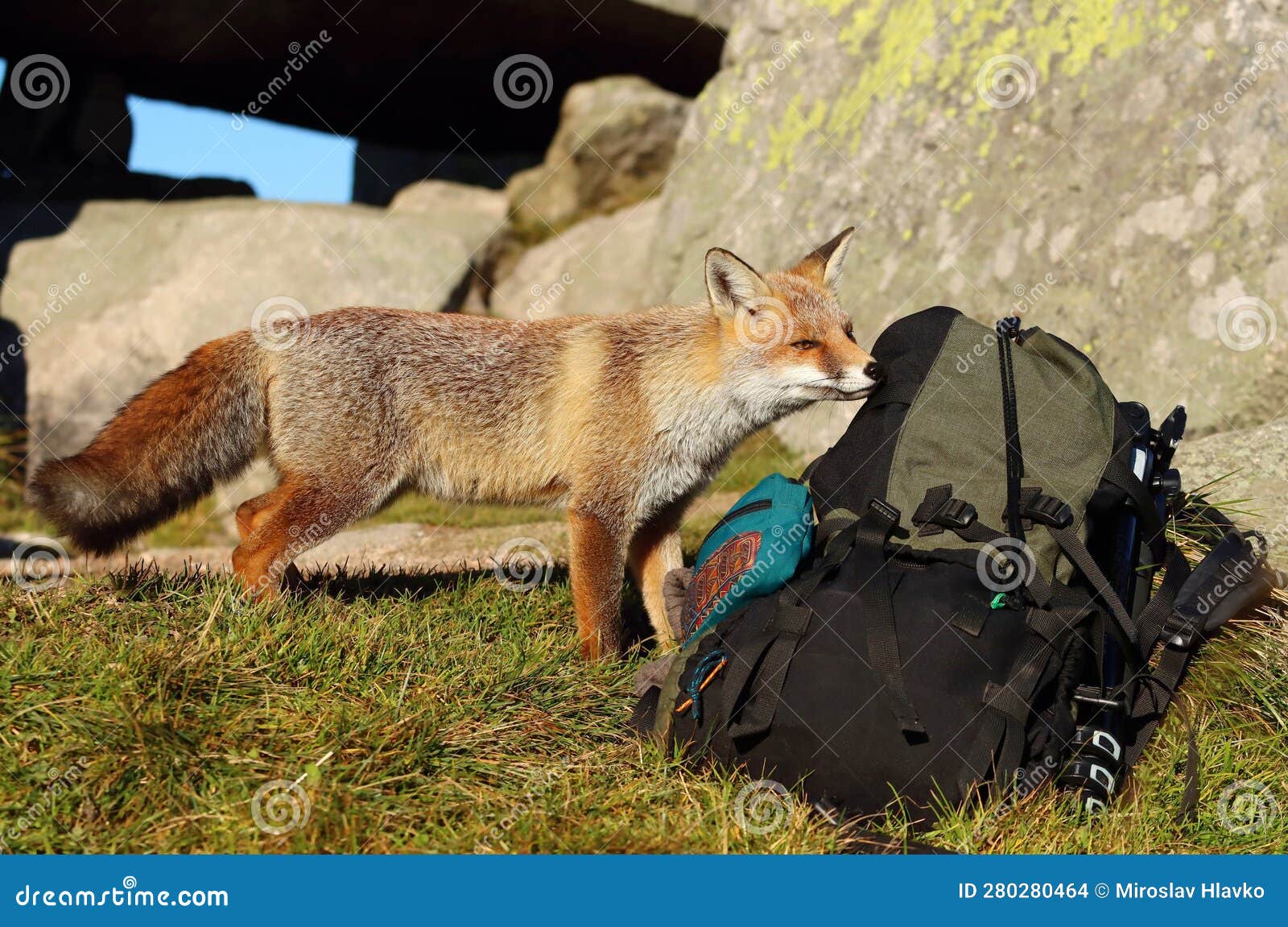 Adorable Wild Fox Backpack Sniffing Stock Photo - Image of stone, nice ...