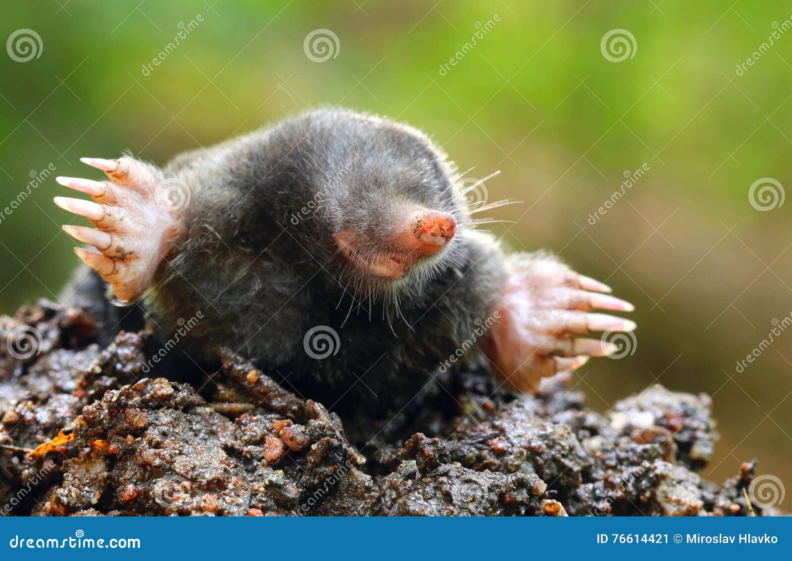 Adorable wild mole stock image. Image of velvety, europea - 76614421