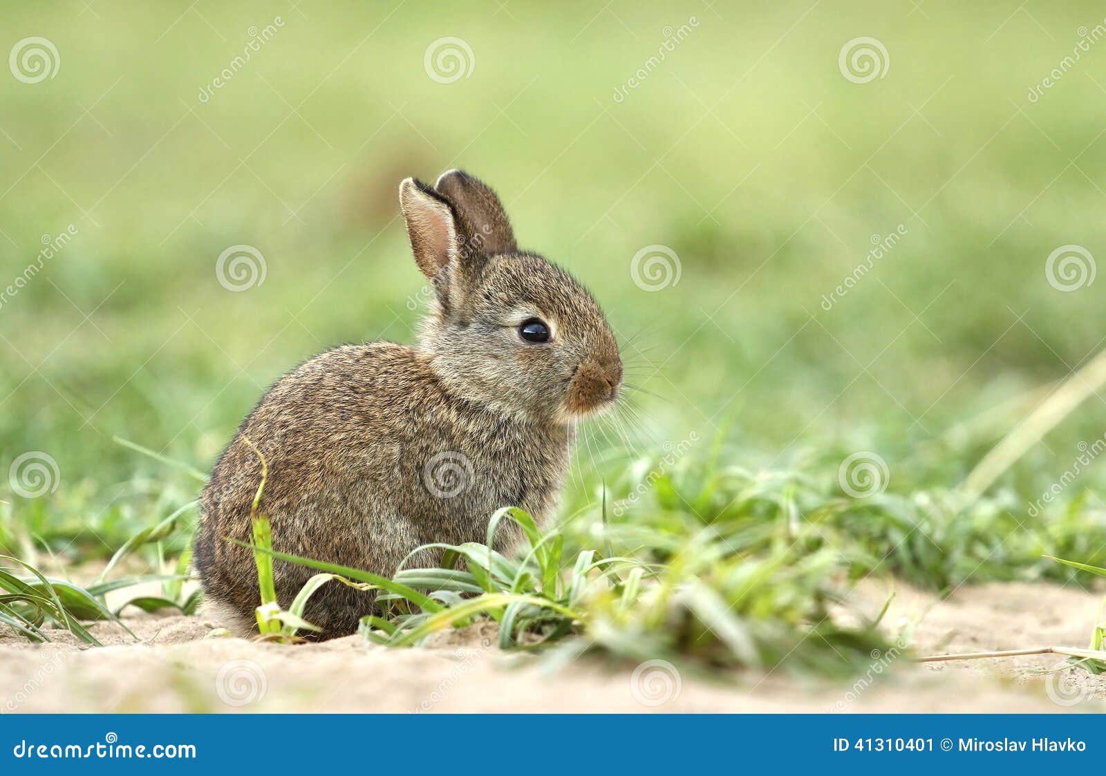 Adorable wild rabbit stock image. Image of animal, eared - 41310401