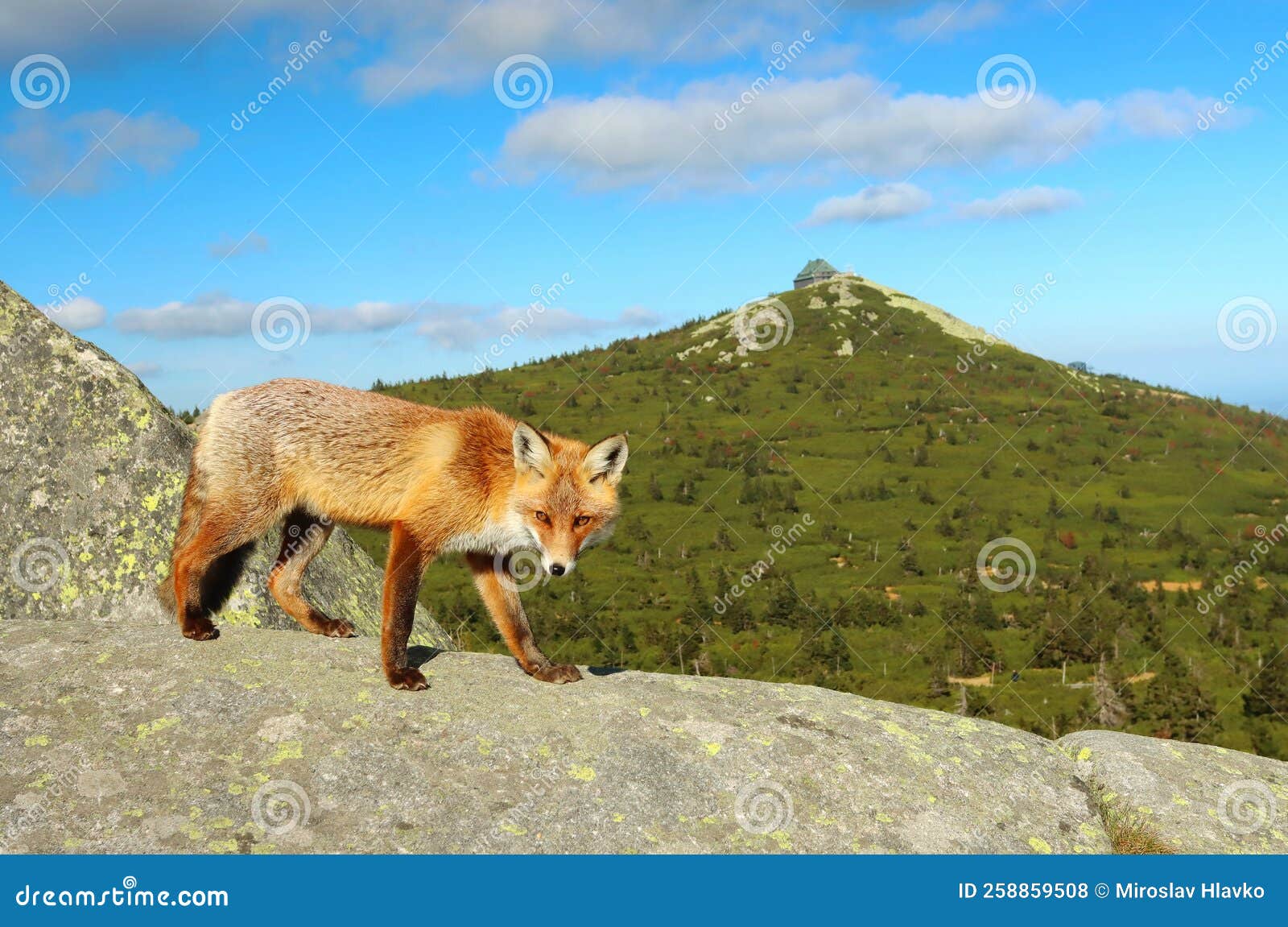 Adorable Wild Red Fox on Mountains Stock Photo - Image of vixen ...
