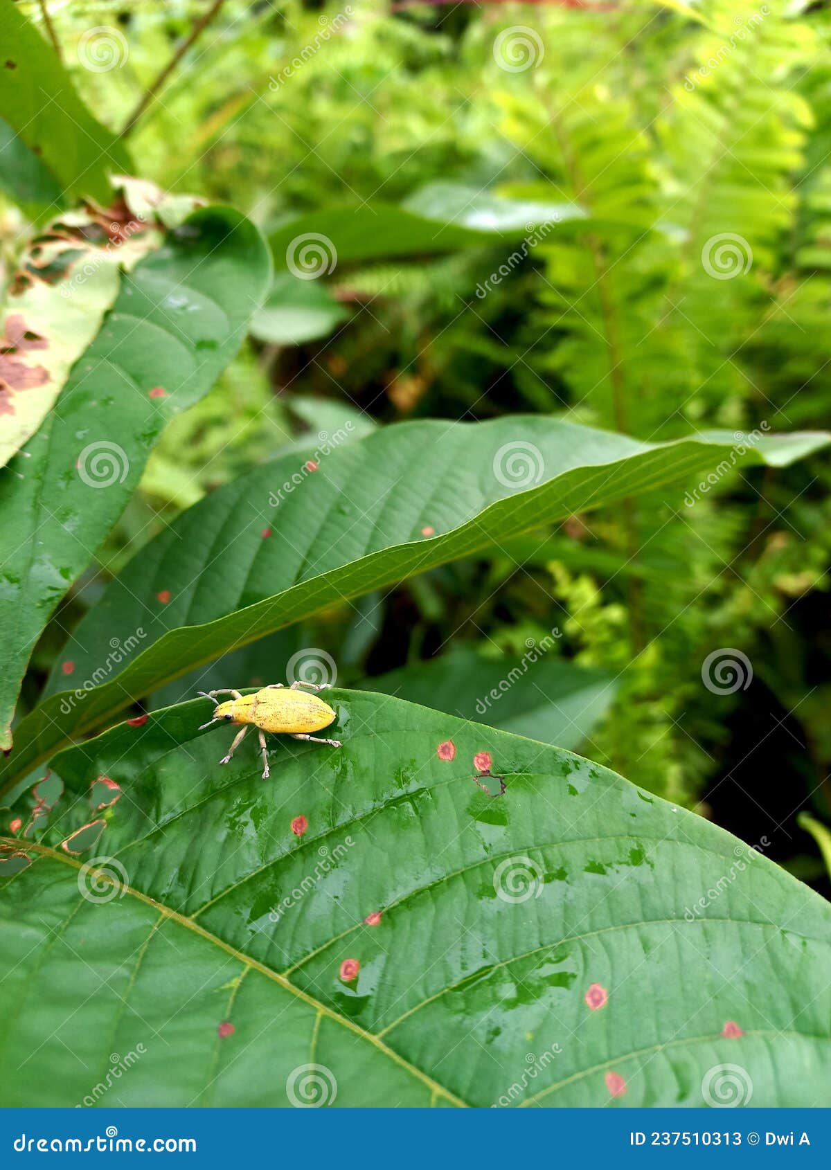Adorable Yellow Insect stock image. Image of insect - 237510313