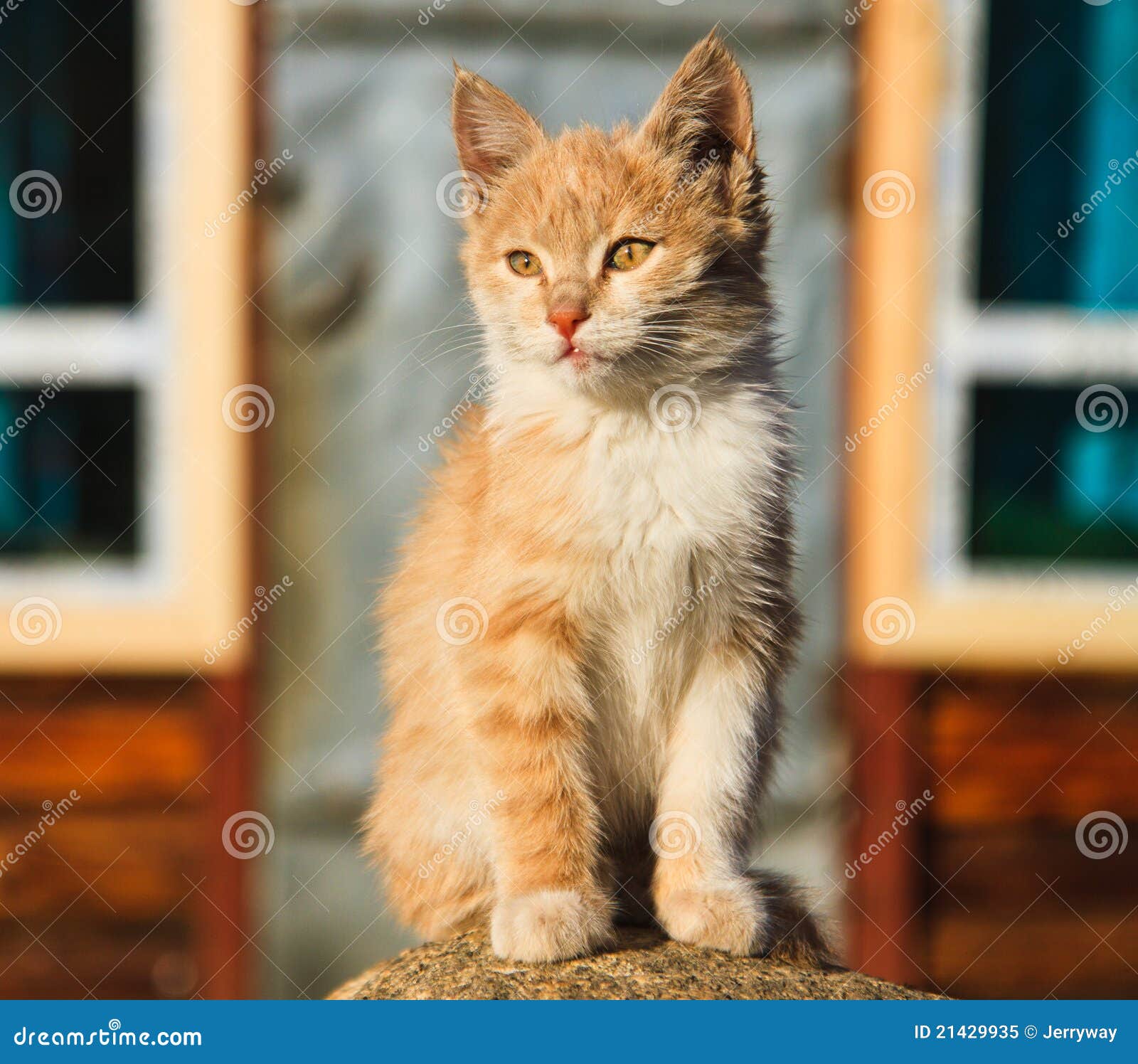 Adorable yellow kitty stock image. Image of travel, outdoor - 21429935