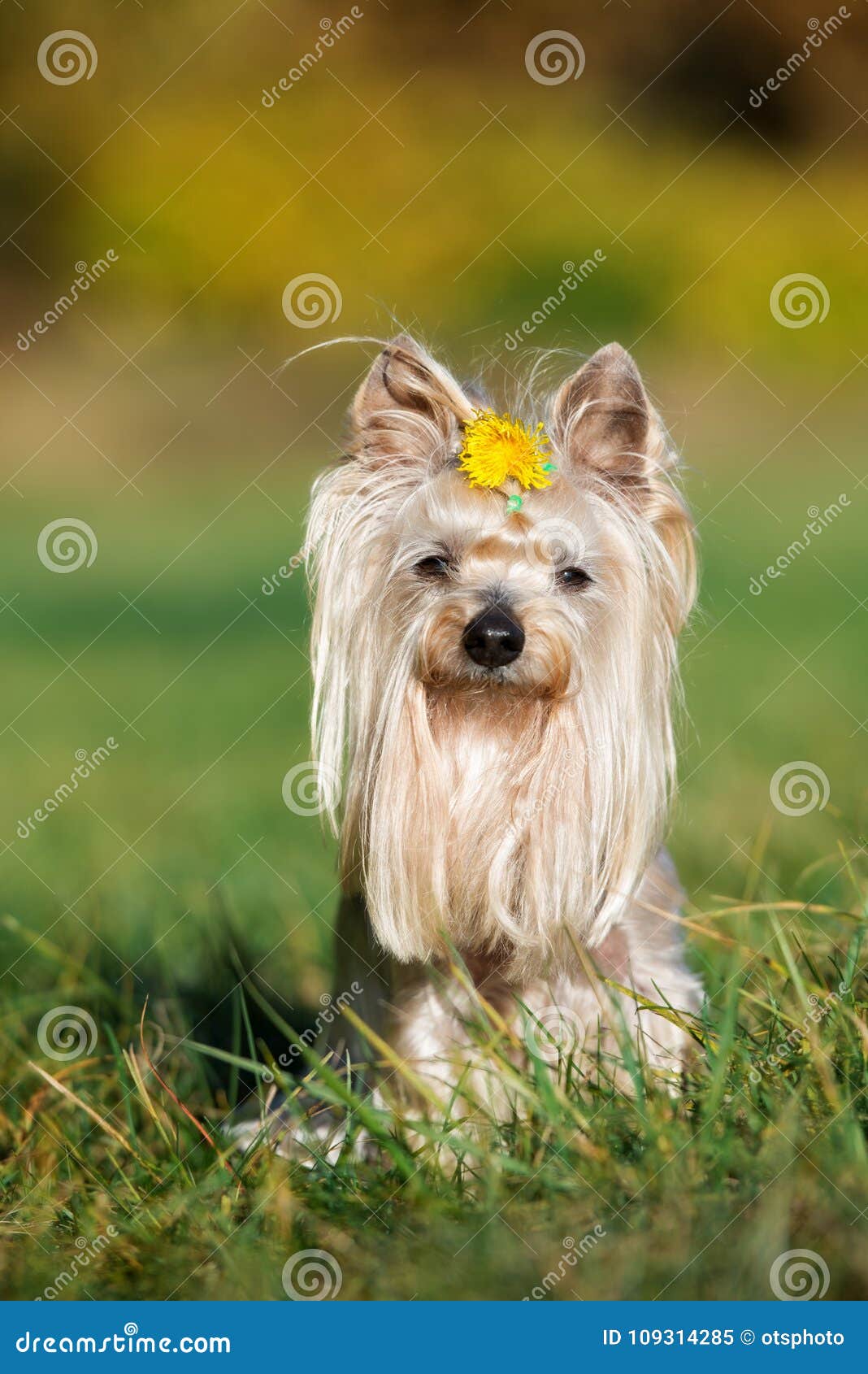 Adorable Yorkshire Terrier Dog Outdoors in Summer Stock Image - Image ...