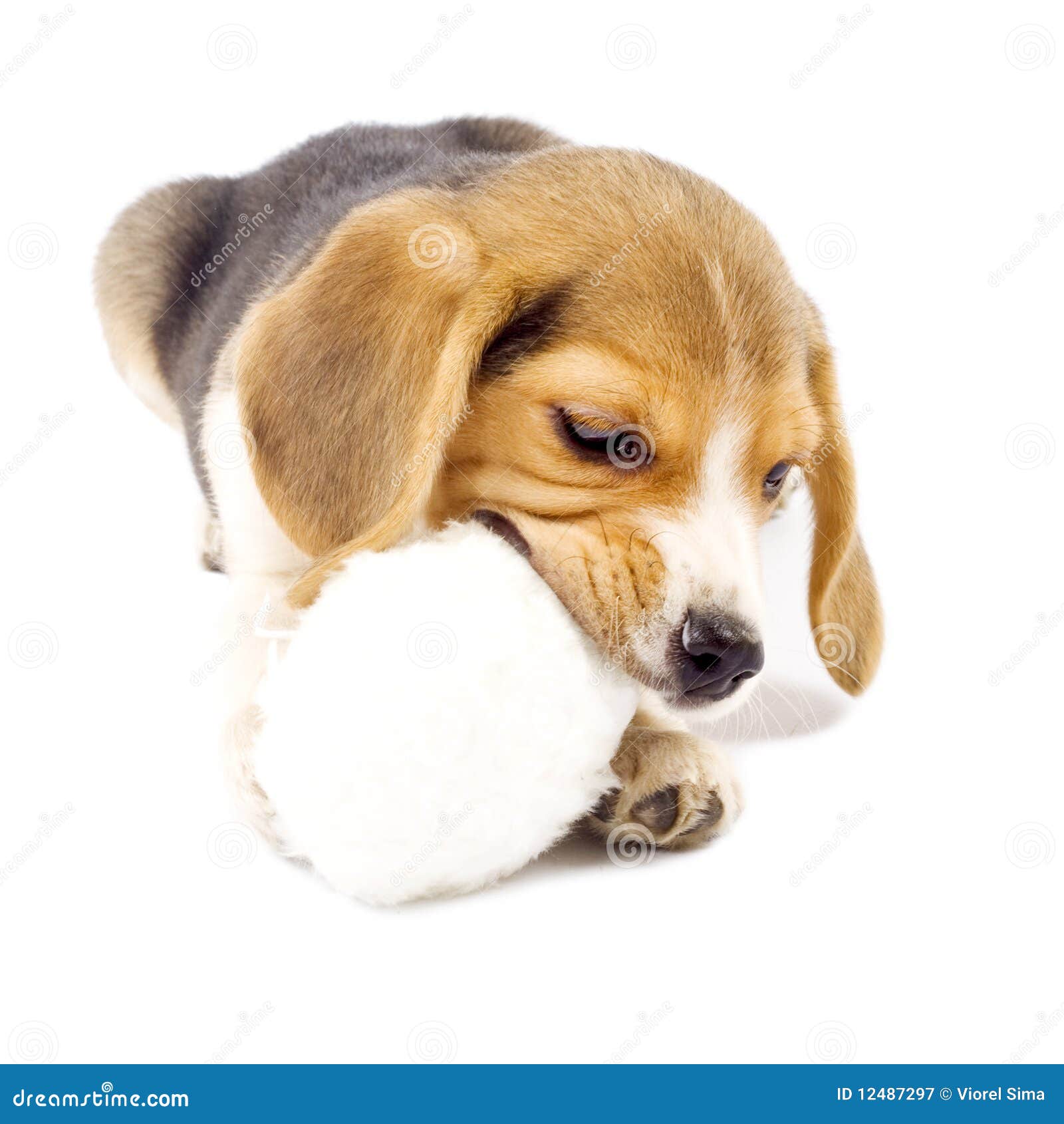 Adorable young beagle pup stock image. Image of domestic - 12487297