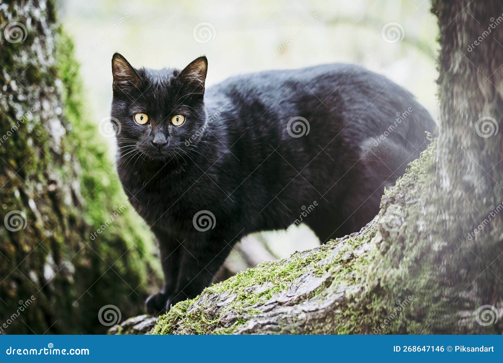 Young Black Cat in a Lime Tree Stock Photo - Image of climbing, sitting ...