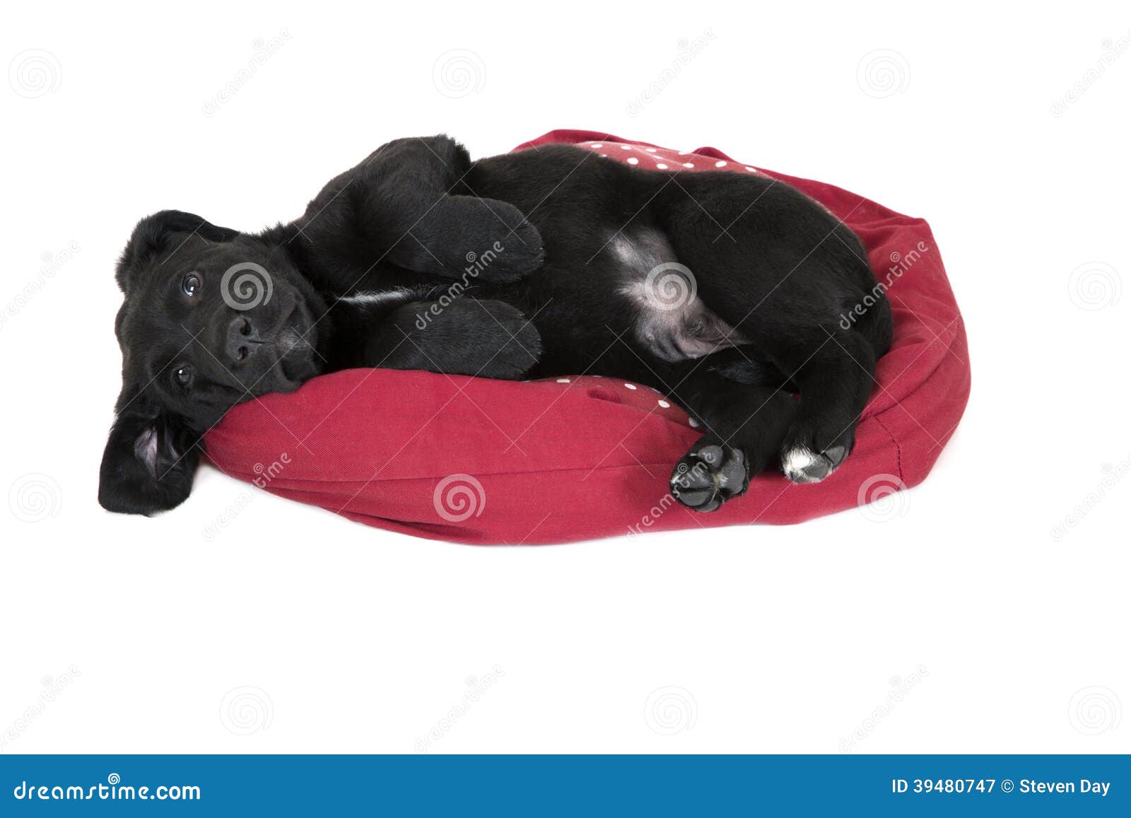 Adorable Young Black Labrador Puppy Begging Laying Down Stock Image ...