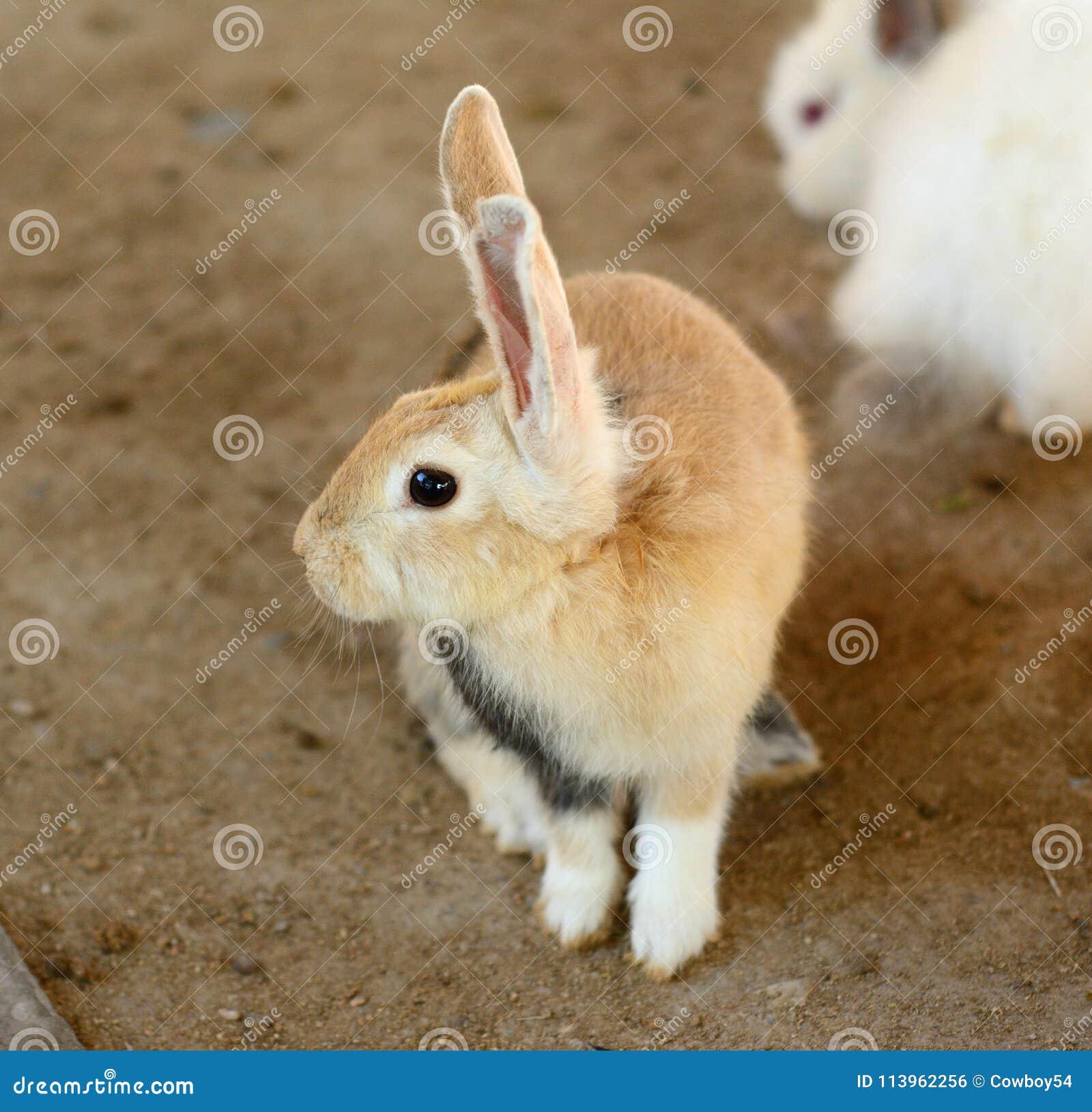 Young Bunny Rabbit stock photo. Image of bunny, adorable - 113962256