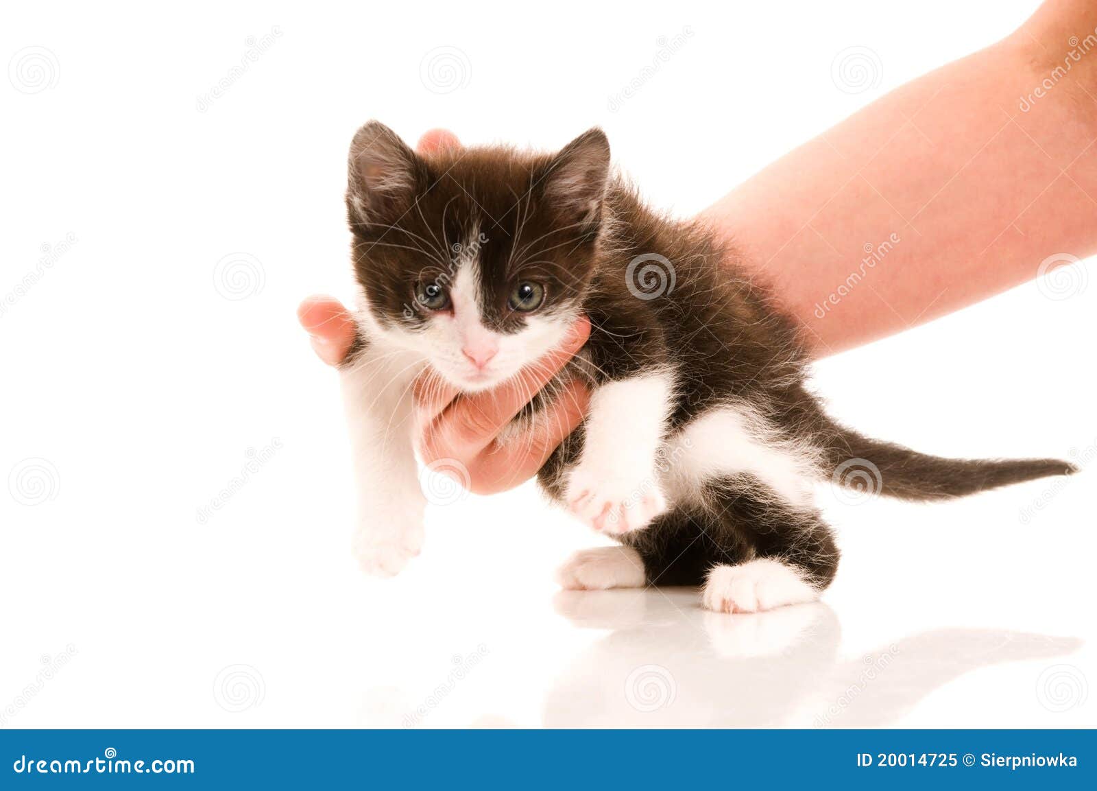 Adorable Young Cat in Woman S Hand Stock Image - Image of domestic ...