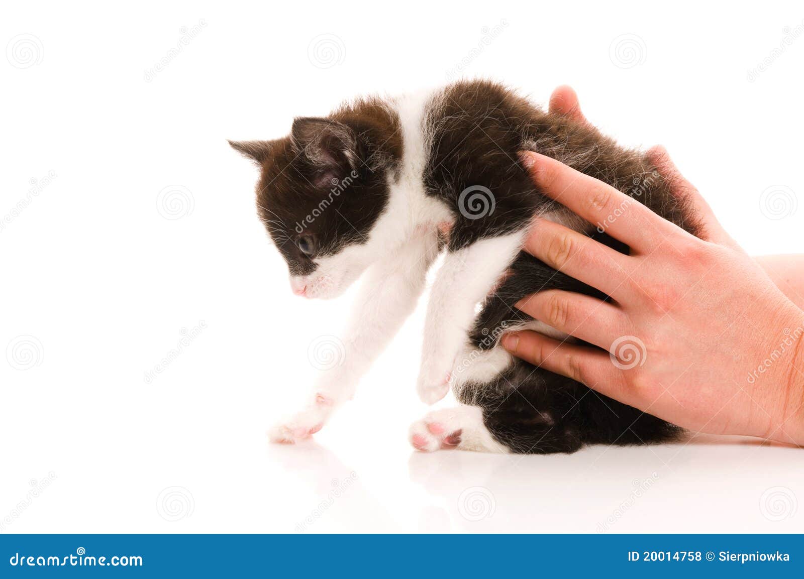 Adorable Young Cat in Woman S Hand Stock Photo - Image of kitty, hand ...