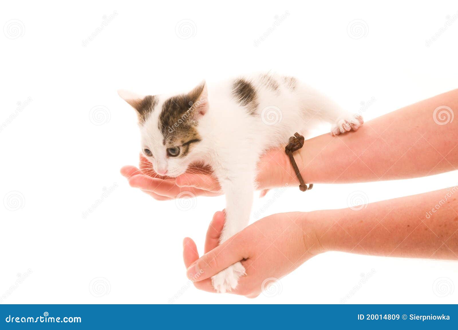 Adorable Young Cat in Woman S Hand Stock Image - Image of kitty, furry ...