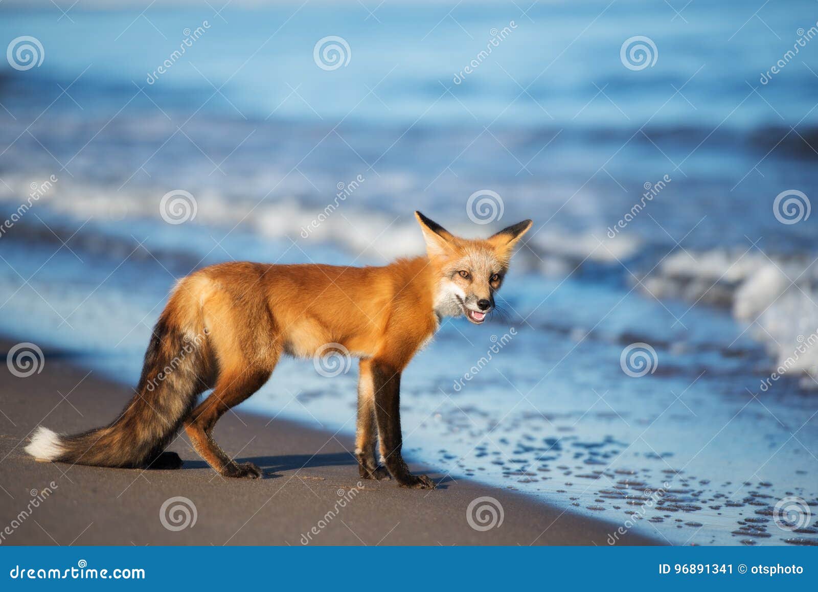 Adorable Young Fox on the Beach Stock Image - Image of vulpes, wildlife ...