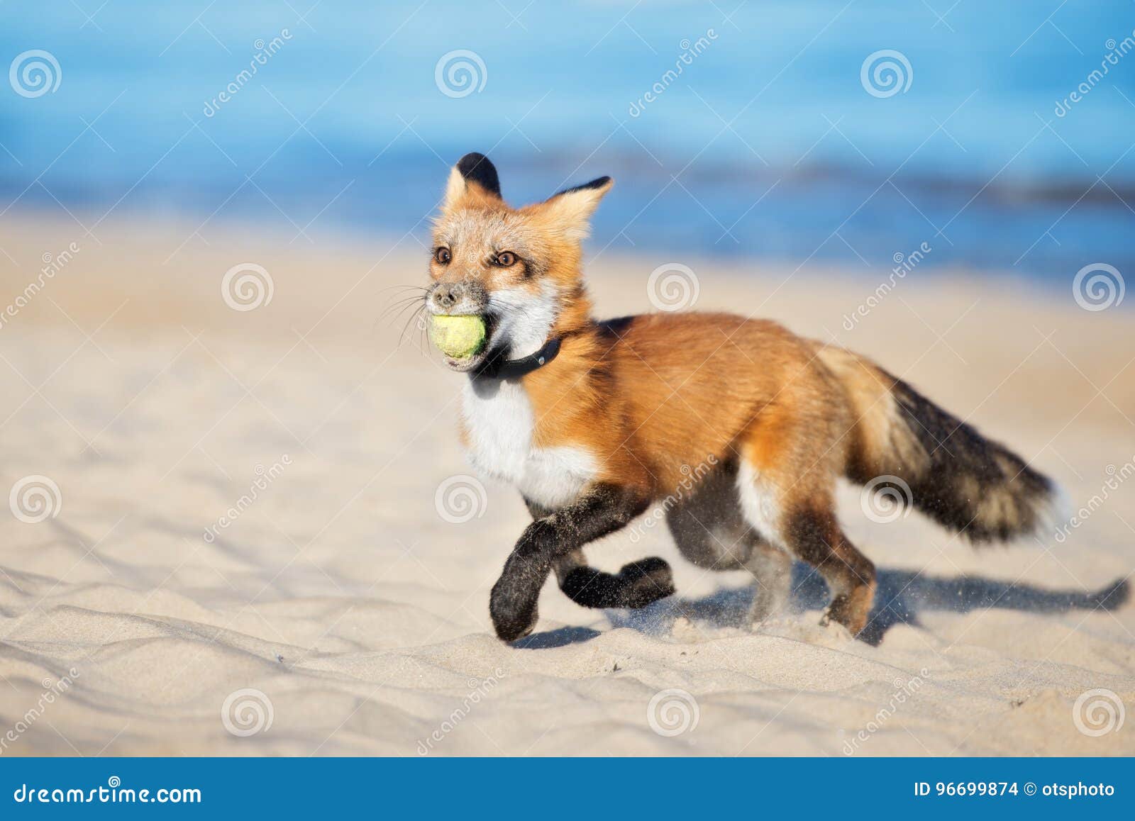 Adorable Young Fox Playing on the Beach Stock Photo - Image of months ...