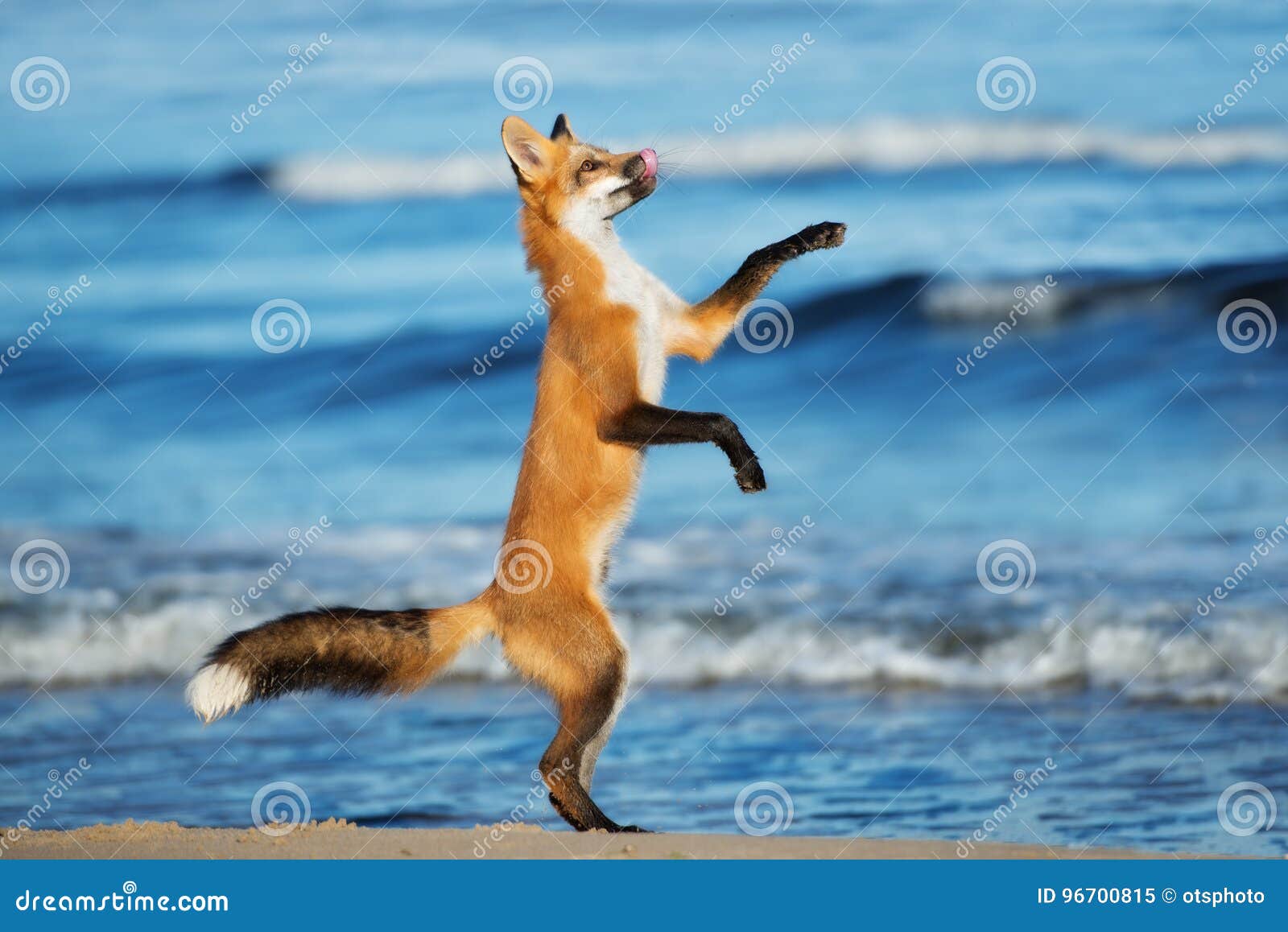 Adorable Young Fox Playing on the Beach Stock Image - Image of foxes ...