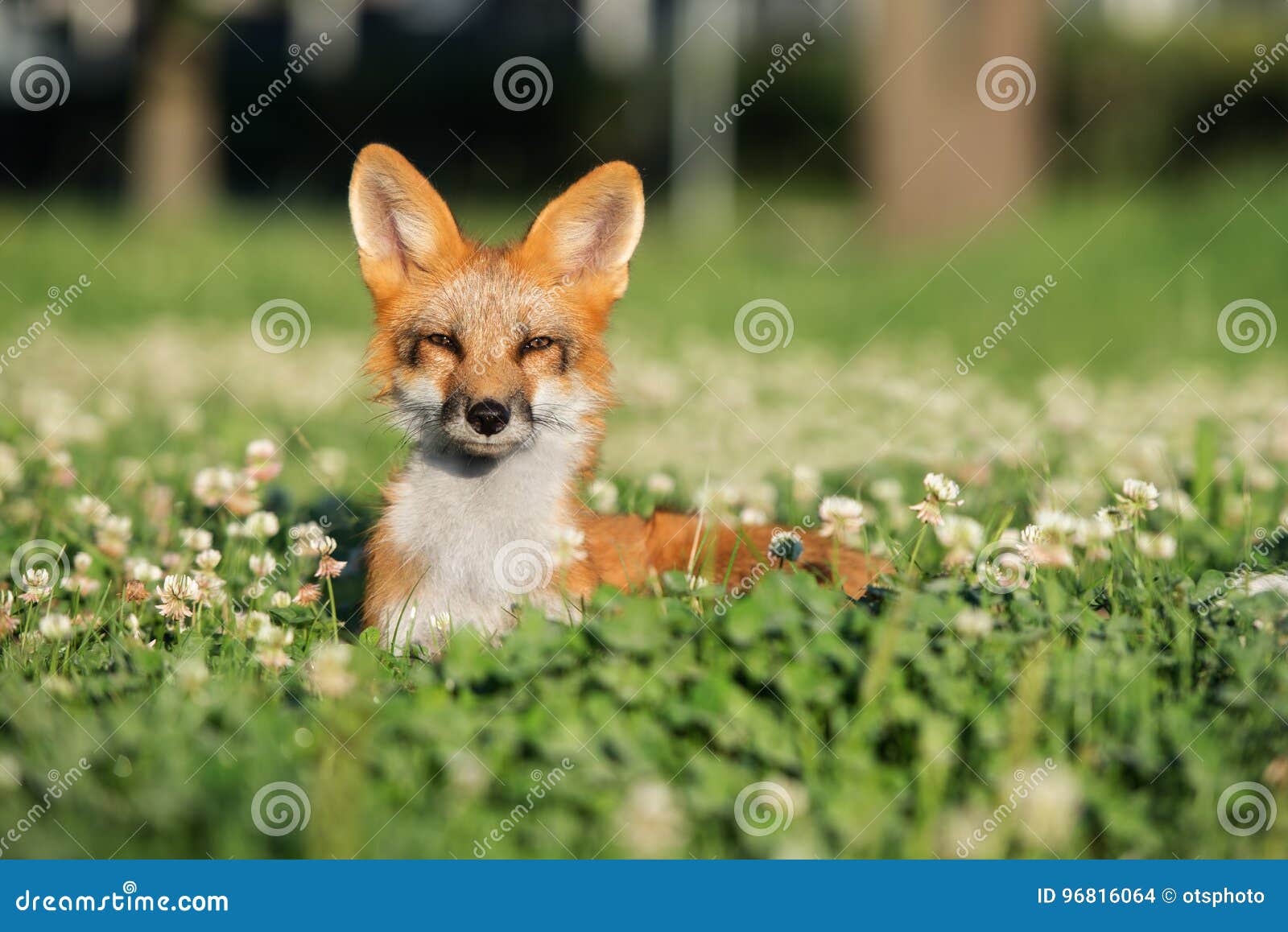 Adorable Young Fox Portrait on Grass Stock Photo - Image of nature ...