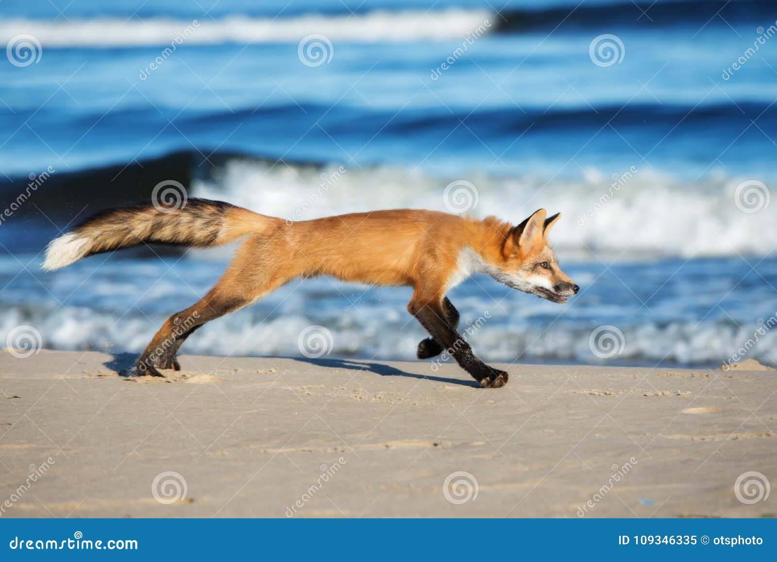 Adorable Young Fox Running on a Beach Stock Image - Image of close ...
