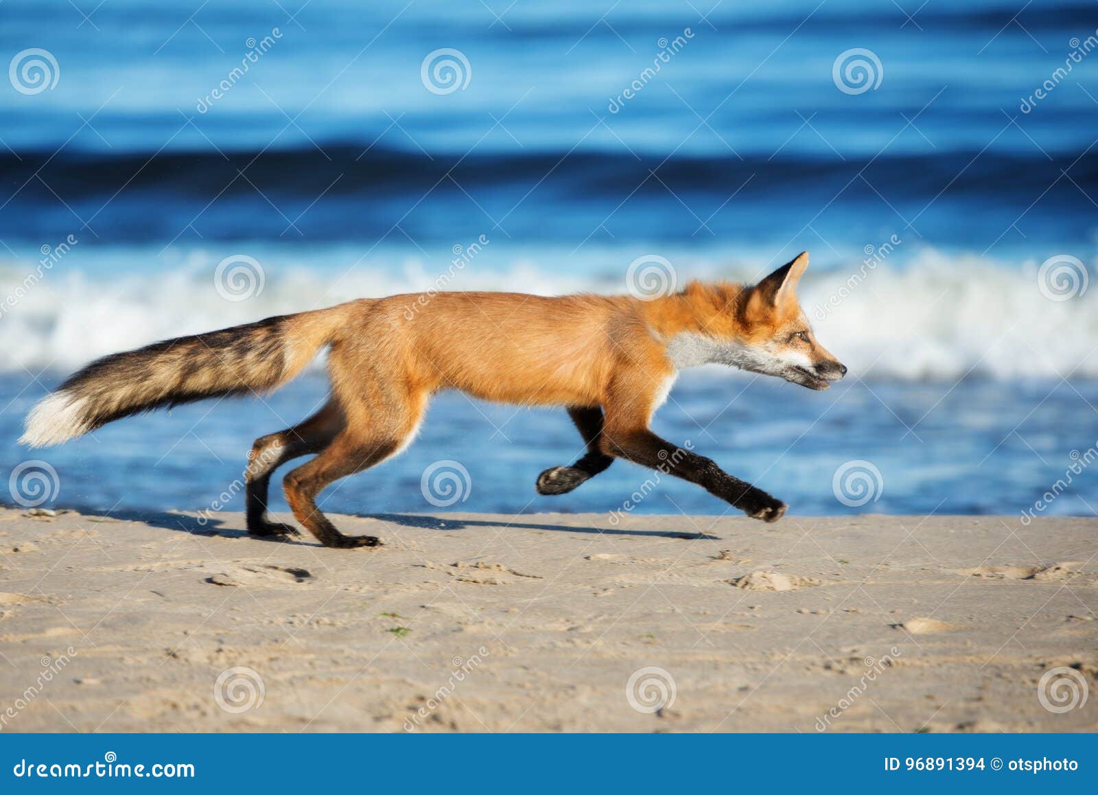 Adorable Young Fox Runs on the Beach Stock Photo - Image of portrait ...