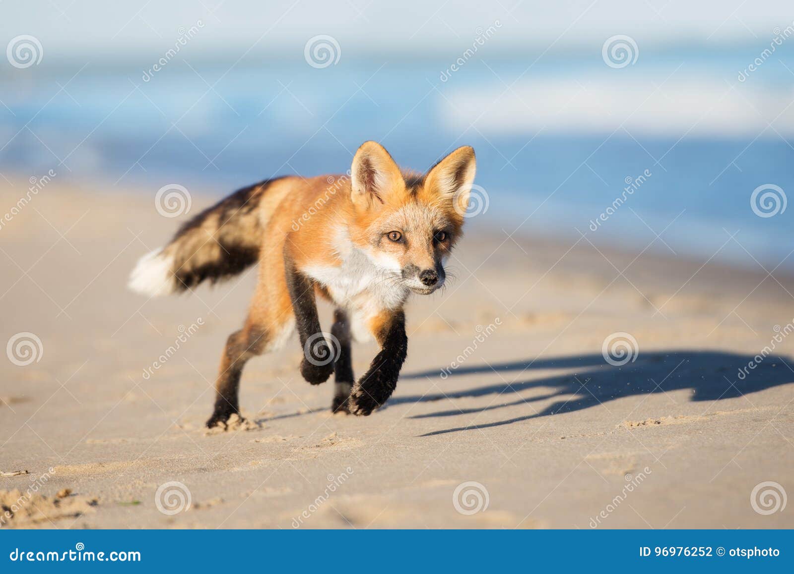 Adorable Young Fox Runs on the Beach Stock Photo - Image of contact ...