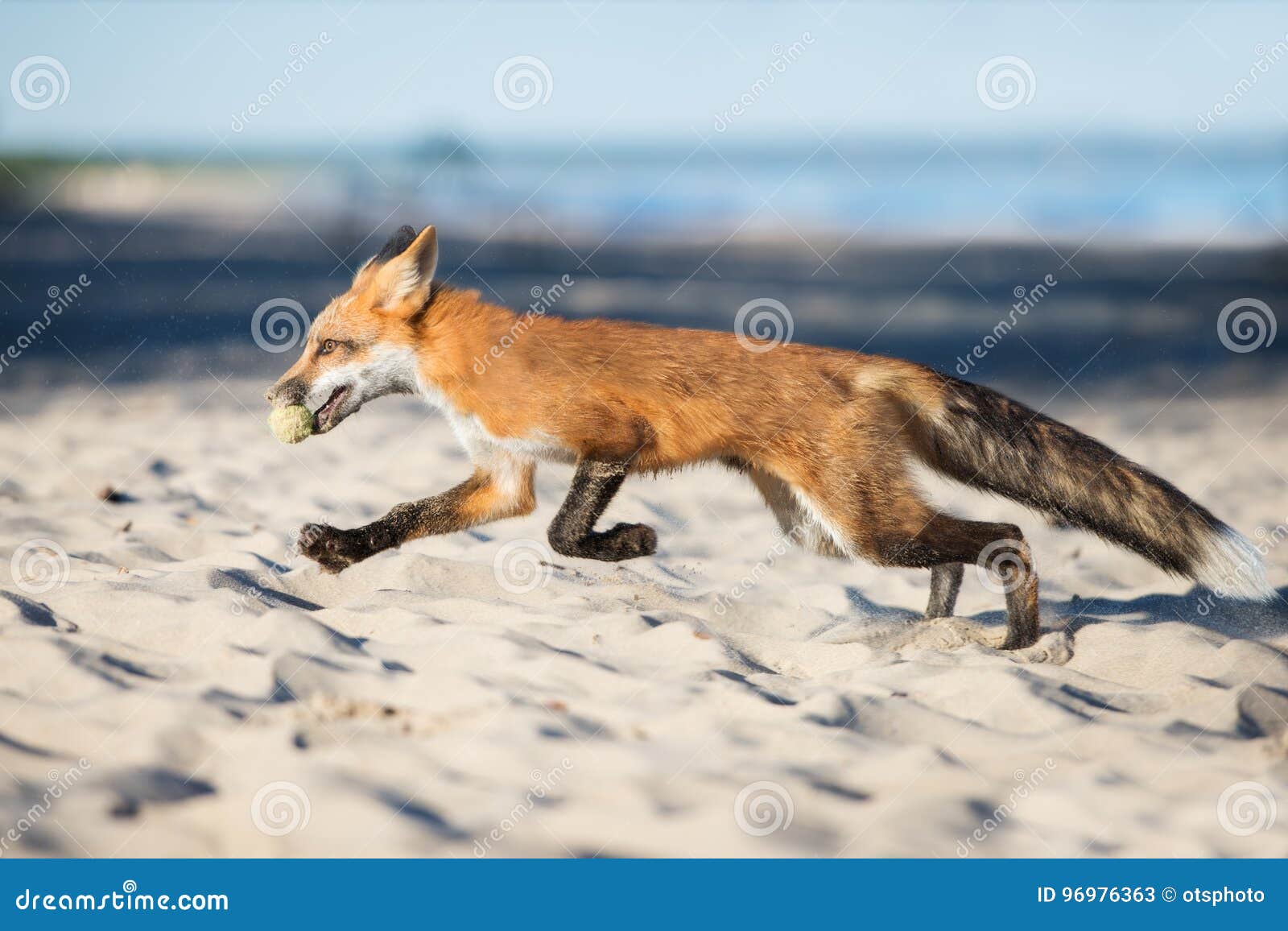 Adorable Young Fox Runs on the Beach Stock Image - Image of beautiful ...