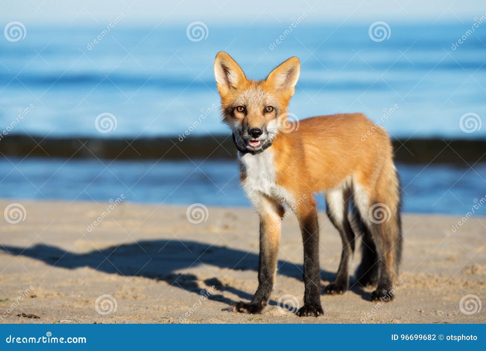 Adorable Young Fox Standing on the Beach Stock Photo - Image of rare ...