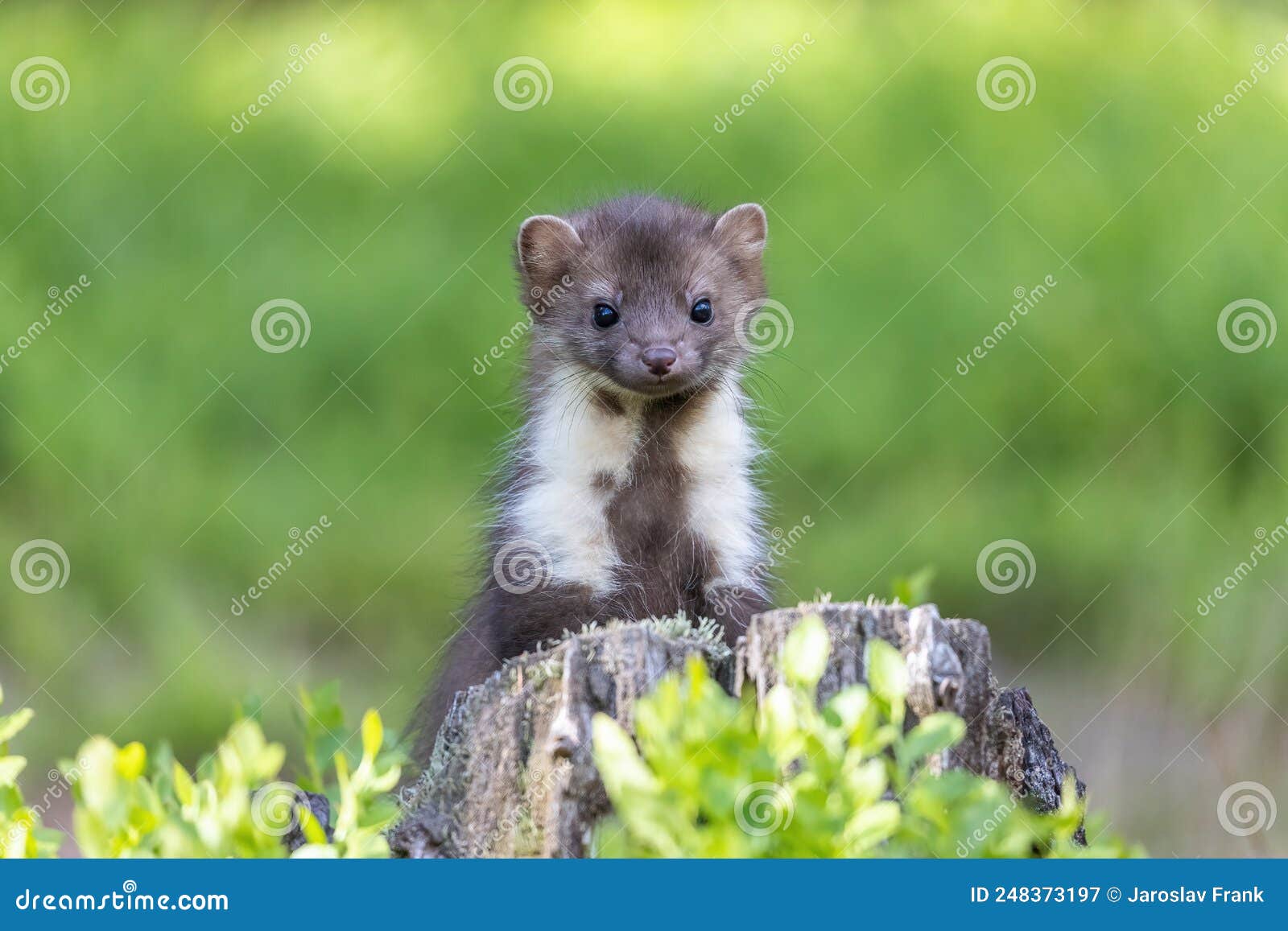 Adorable Young Marten is Standing on a Stump Stock Image - Image of ...