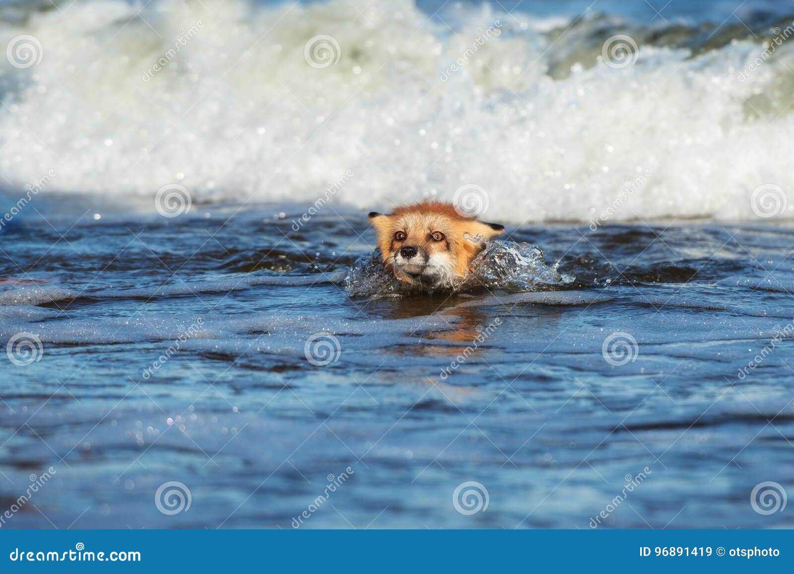 Adorable Young Swimming in the Sea Stock Image - Image of cute ...