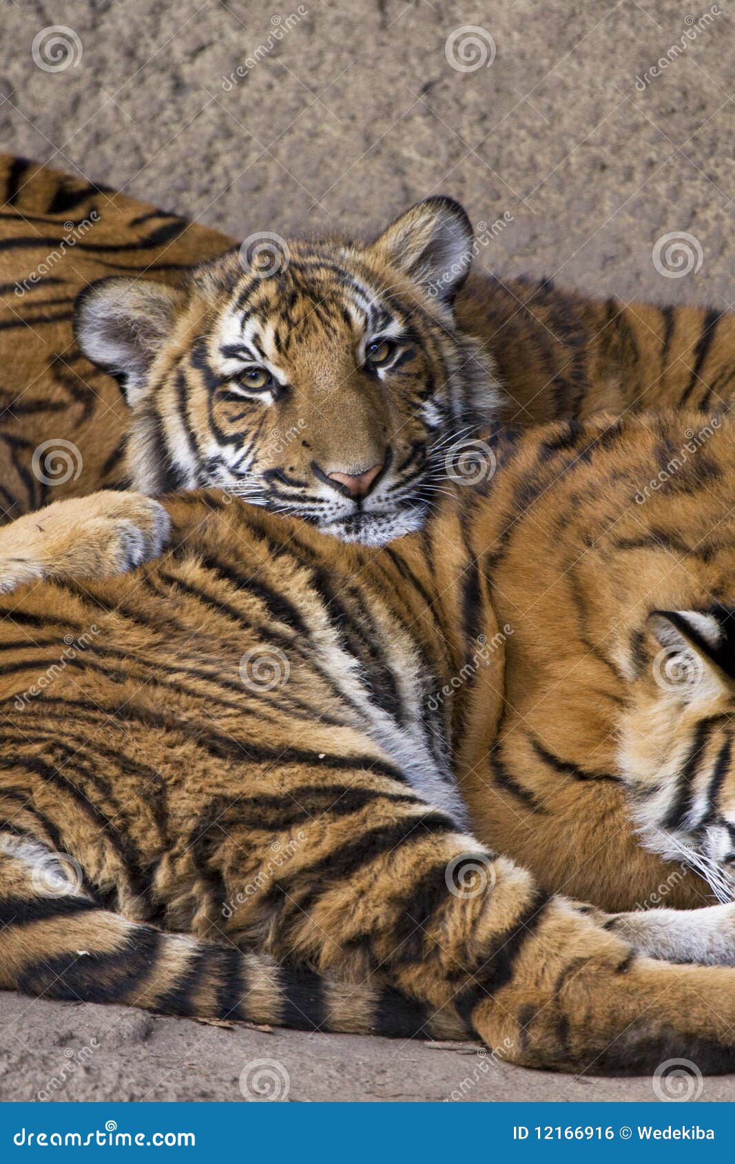 Adorable Young Tiger Resting on Sibling Stock Photo - Image of resting ...