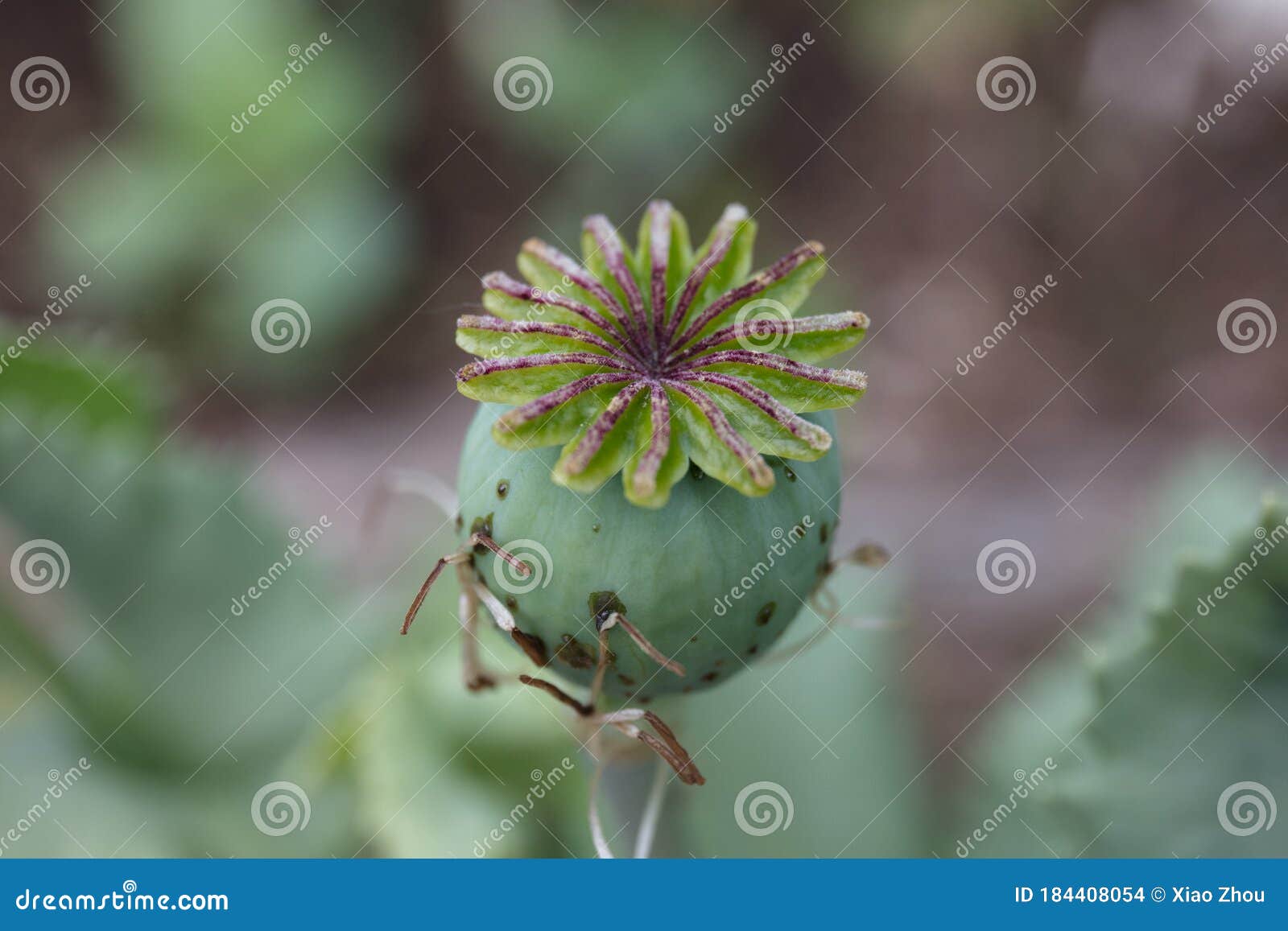 Adormidera foto de archivo. Imagen de amapola, flor - 184408054