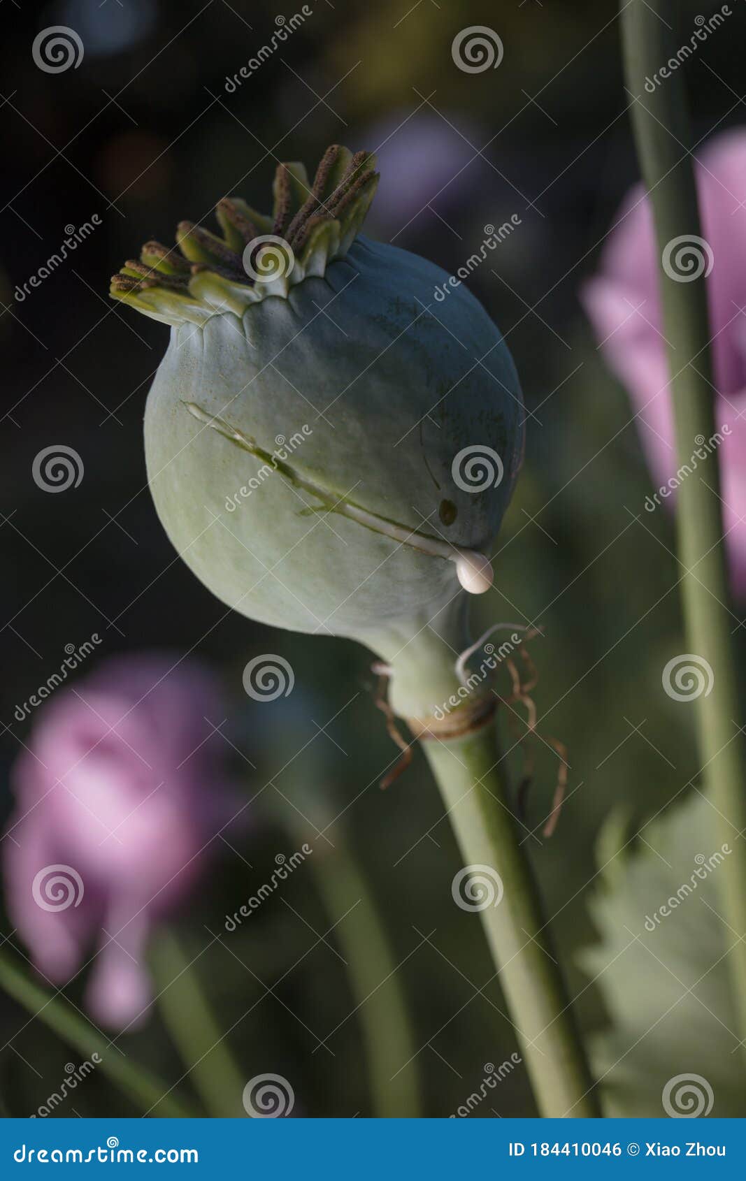 Adormidera foto de archivo. Imagen de adicto, opio, amapola - 184410046