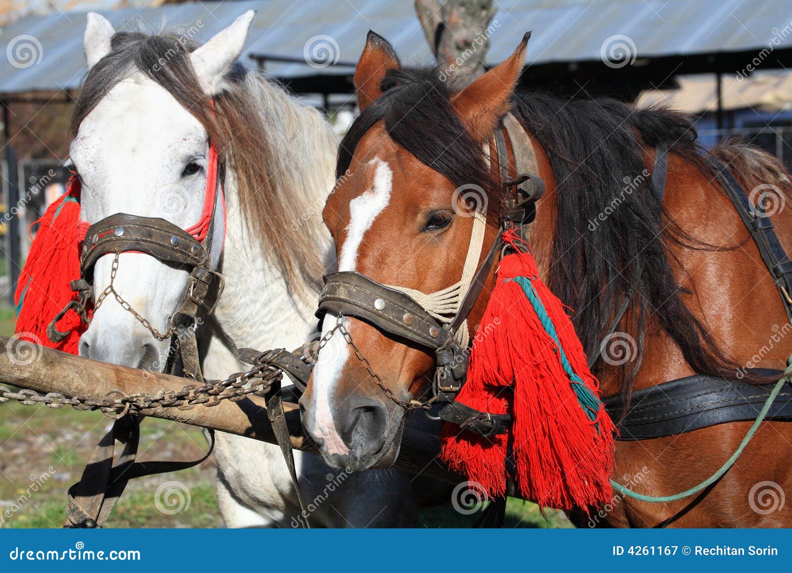 Adorned horses stock image. Image of pair, ornament, ears - 4261167