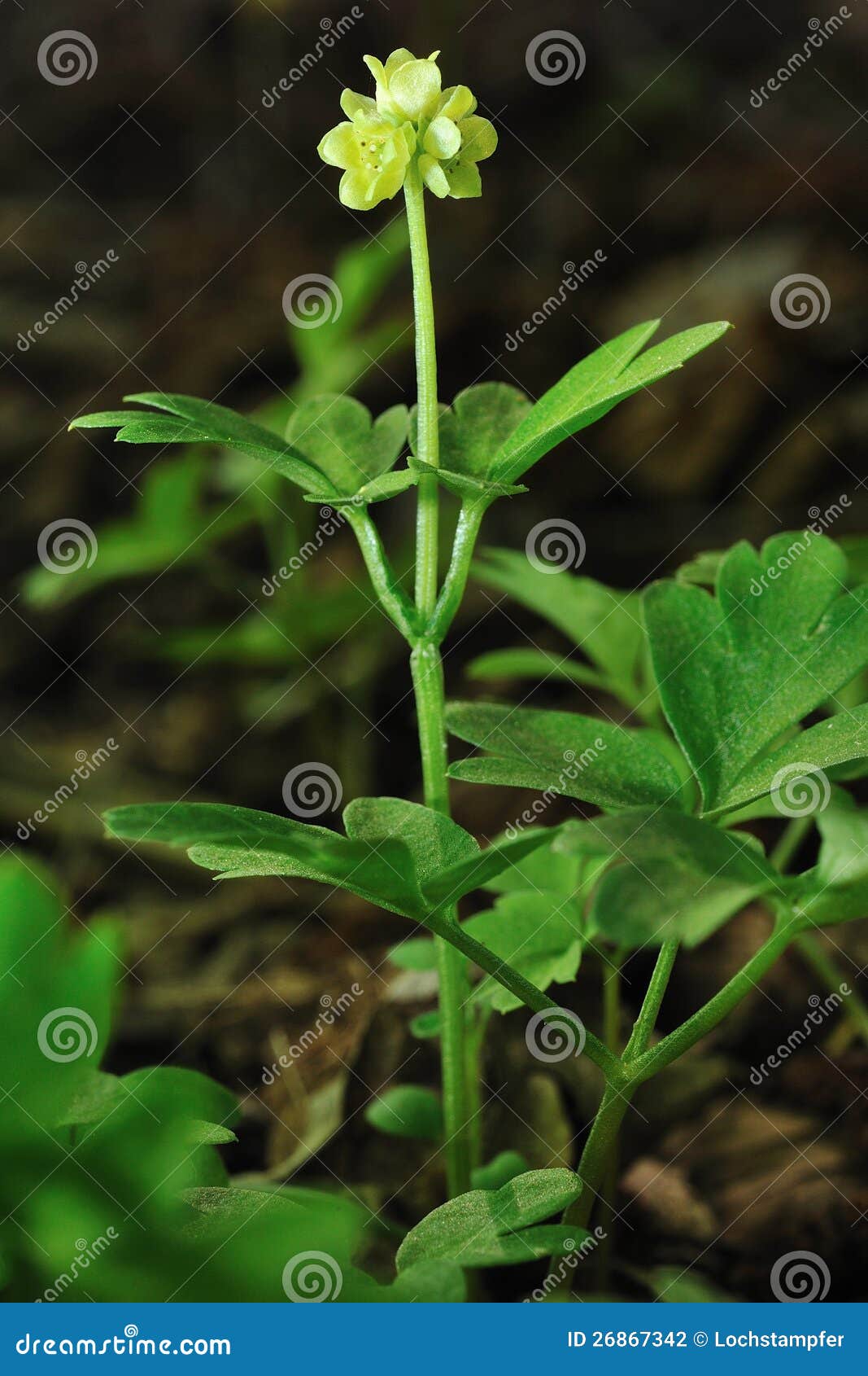 Adoxa moschatellina stock photo. Image of spring, muskroot - 26867342