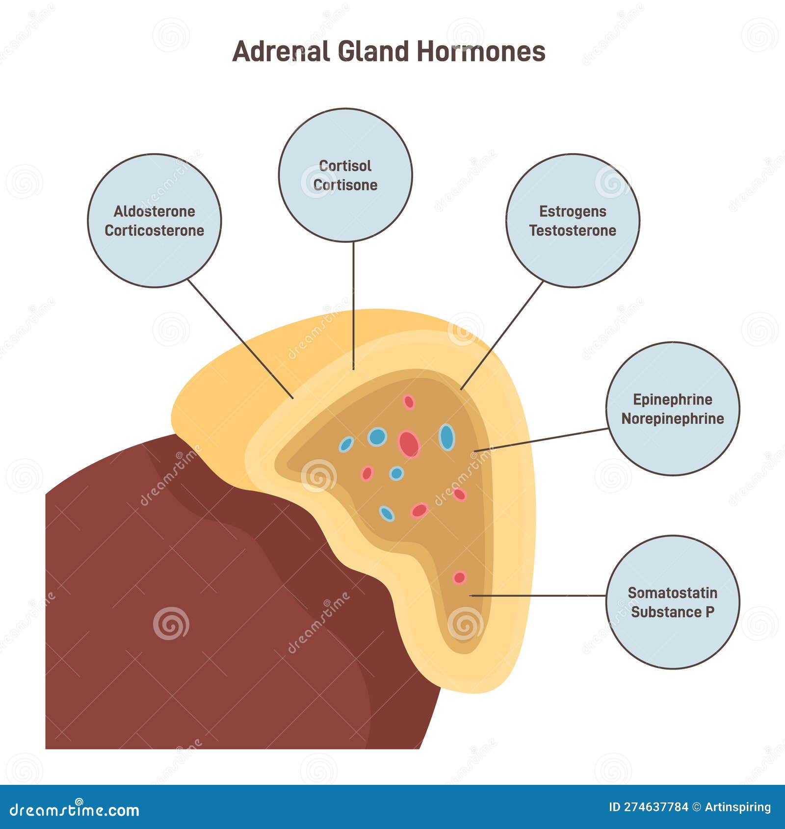 Adrenal Cortex Hormones Human Endocrine System Gland On The Top Stock