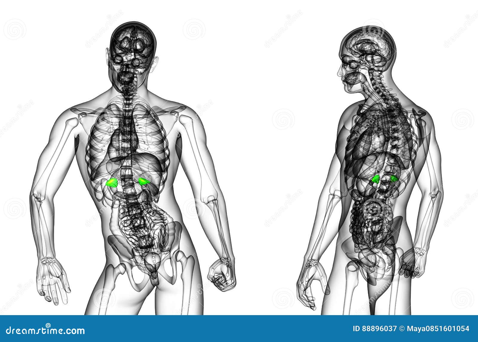 Adrenal stock illustration. Illustration of reticularis - 88896037