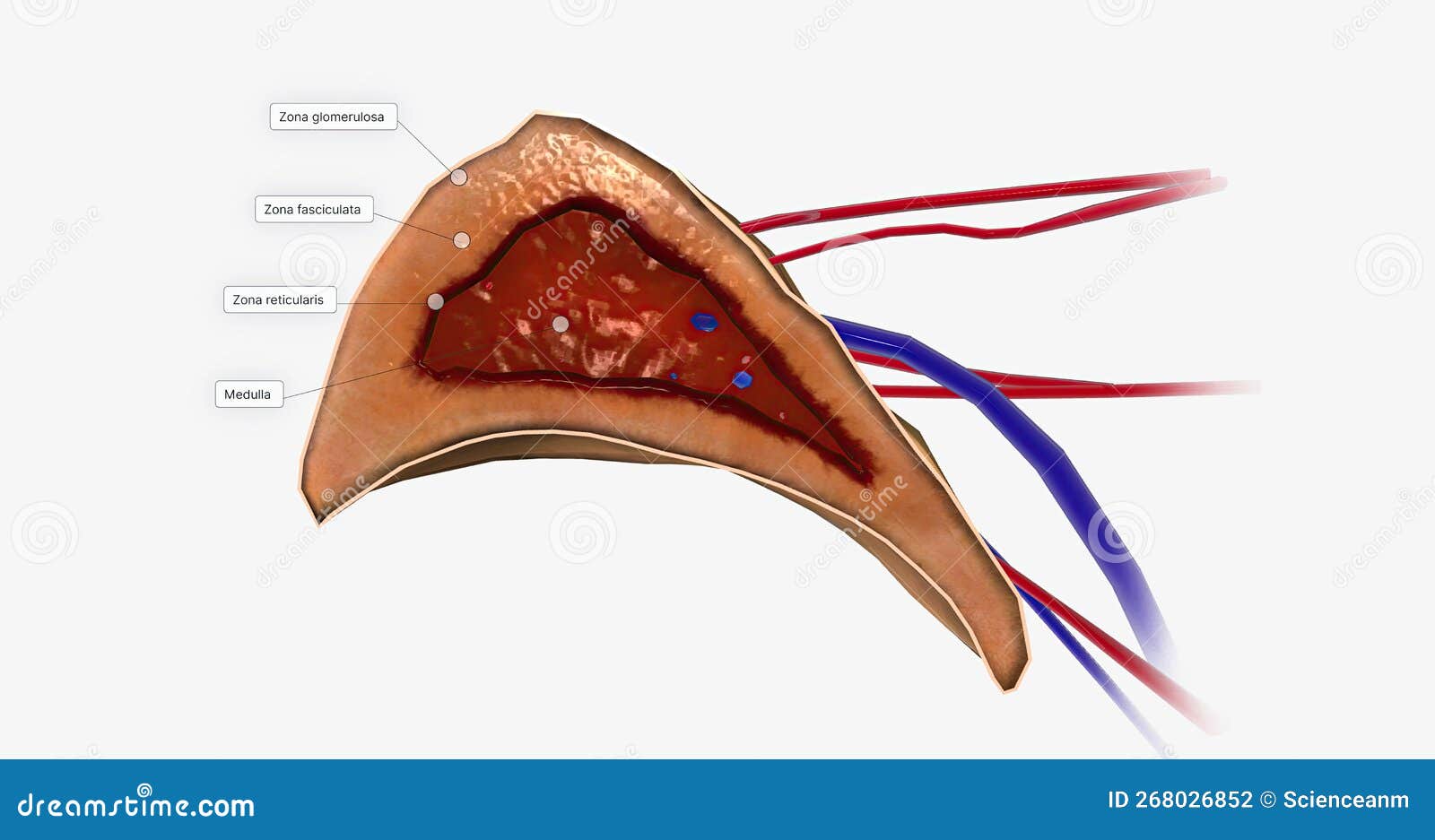 The Adrenal Gland Cross Section Stock Illustration - Illustration of ... The Adrenal Gland Cross Section Stock Illustration - Illustration of ...