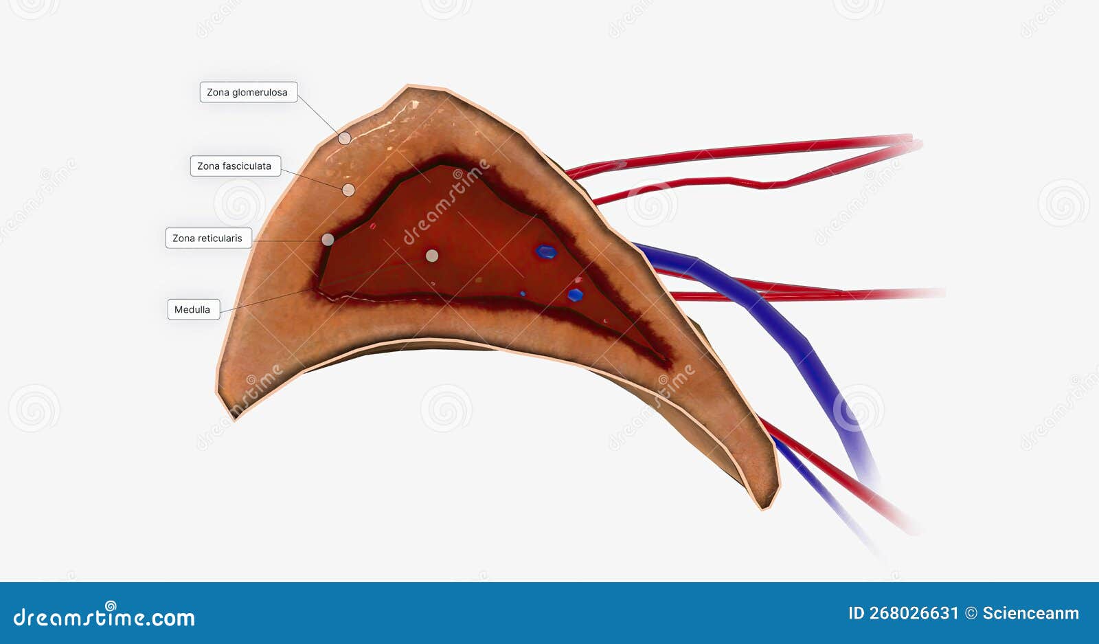 The Adrenal Gland Cross Section Stock Illustration - Illustration of ... The Adrenal Gland Cross Section Stock Illustration - Illustration of ...