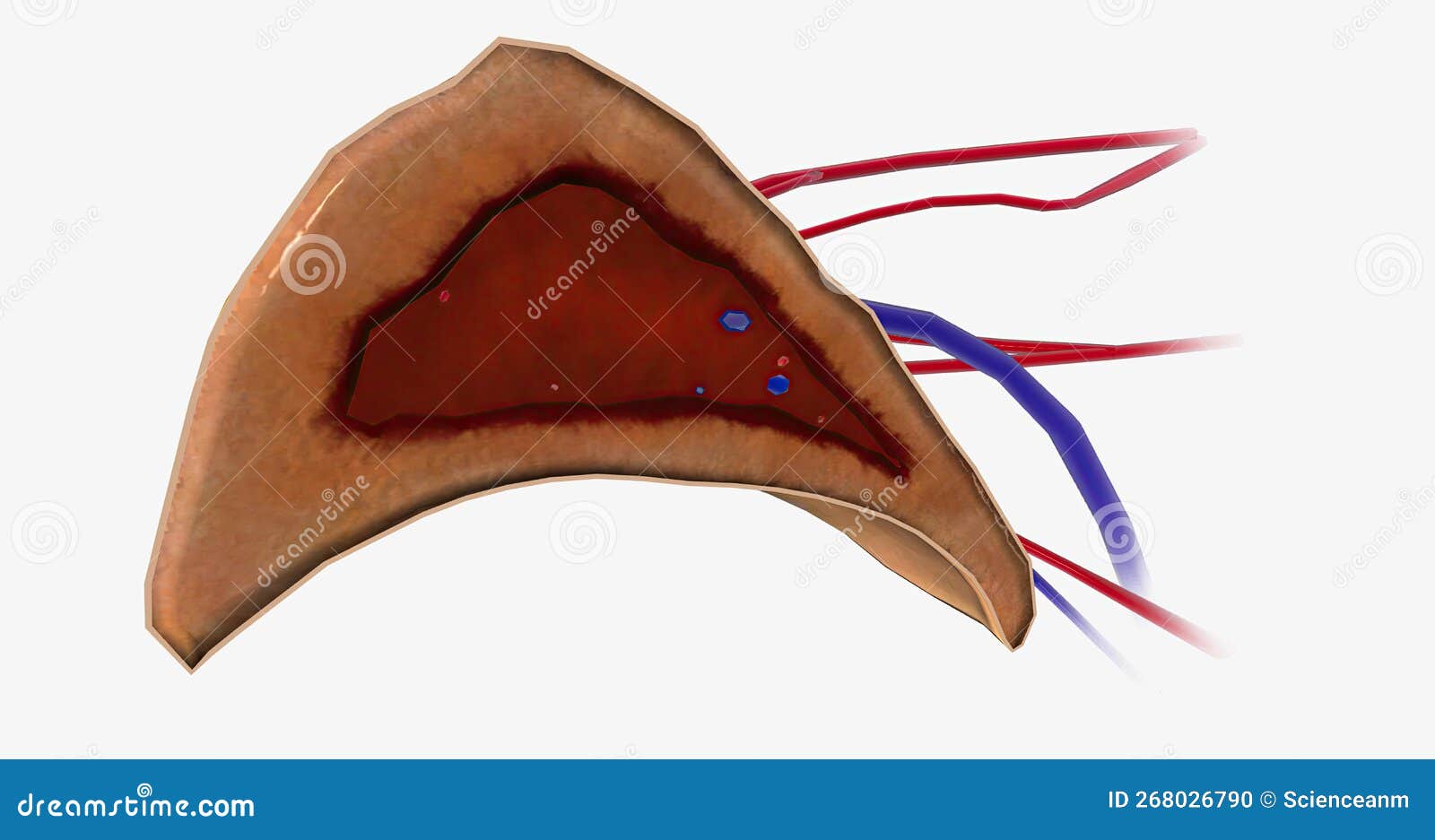 The Adrenal Gland Cross Section Stock Illustration - Illustration of ... The Adrenal Gland Cross Section Stock Illustration - Illustration of ...
