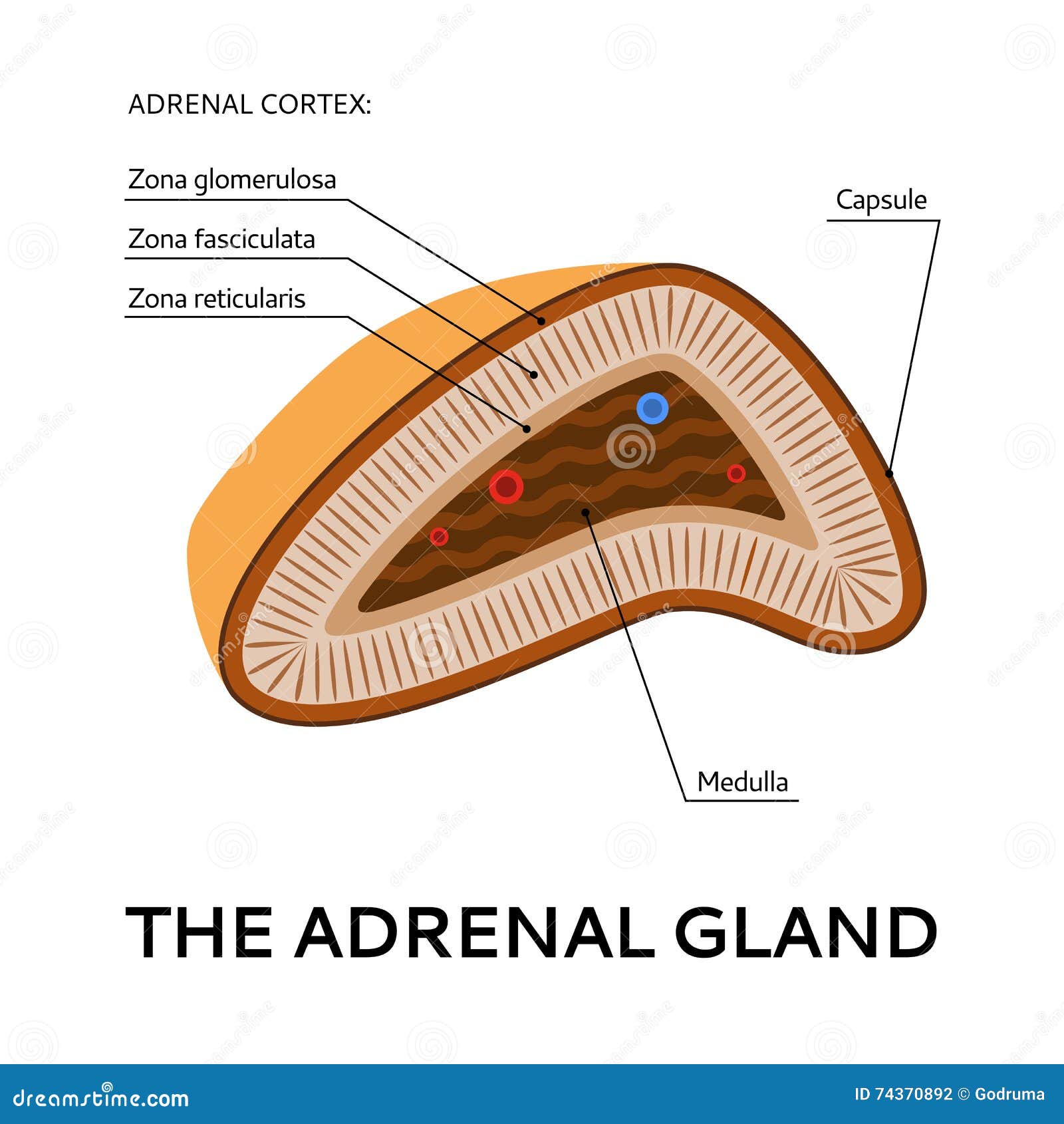 Adrenal Gland. Structure, Location, And Function Of The Suprarenal ... Adrenal Gland. Structure, Location, And Function Of The Suprarenal ...