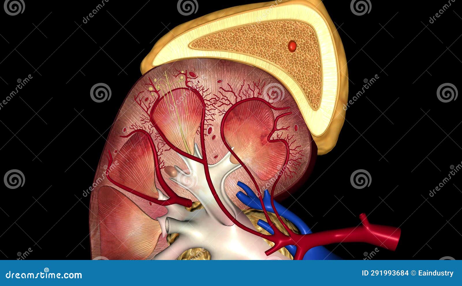 The Adrenal Glands, Also Called the Suprarenal Glands, are a ...