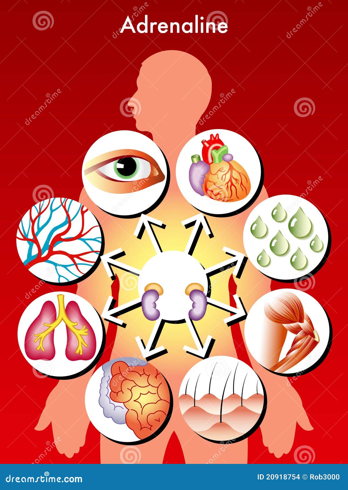 Adrenaline stock vector. Illustration of sugar, dilation - 20918754