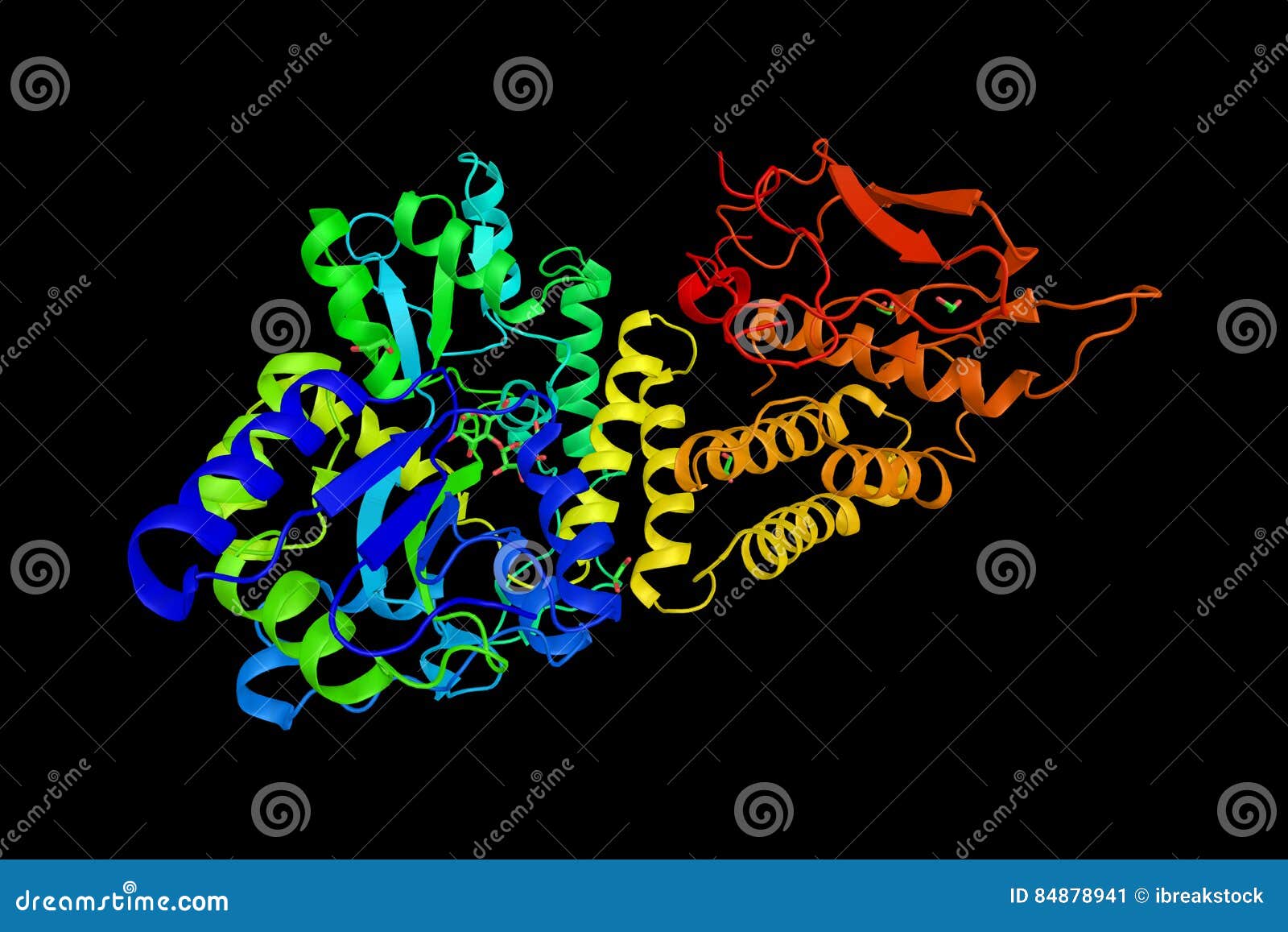 Adrenomedullin, Un Ormone Vasodilatatore Del Peptide Illustrazione di ...