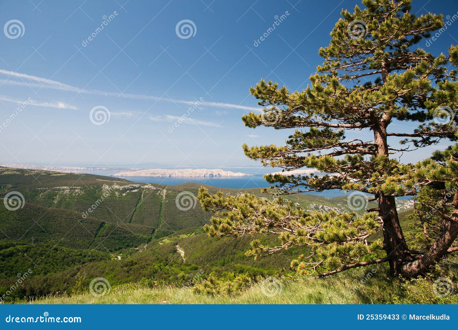 Adriatic landscape stock image. Image of pine, green - 25359433