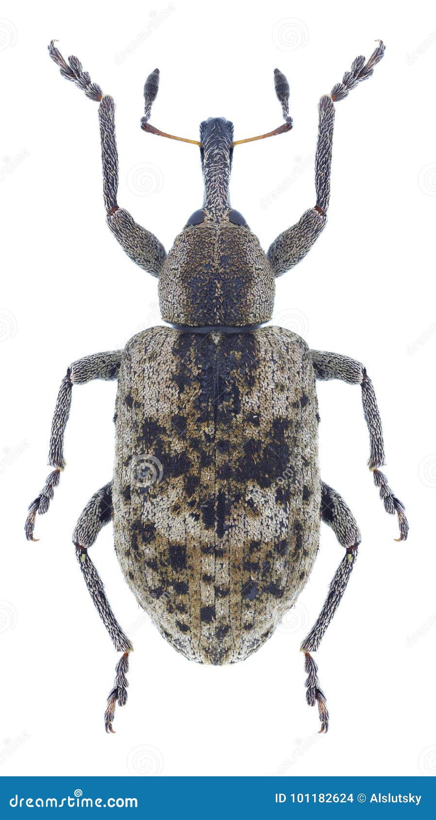 Adspersa De Hypera Do Besouro Foto de Stock - Imagem de animal, olho ...