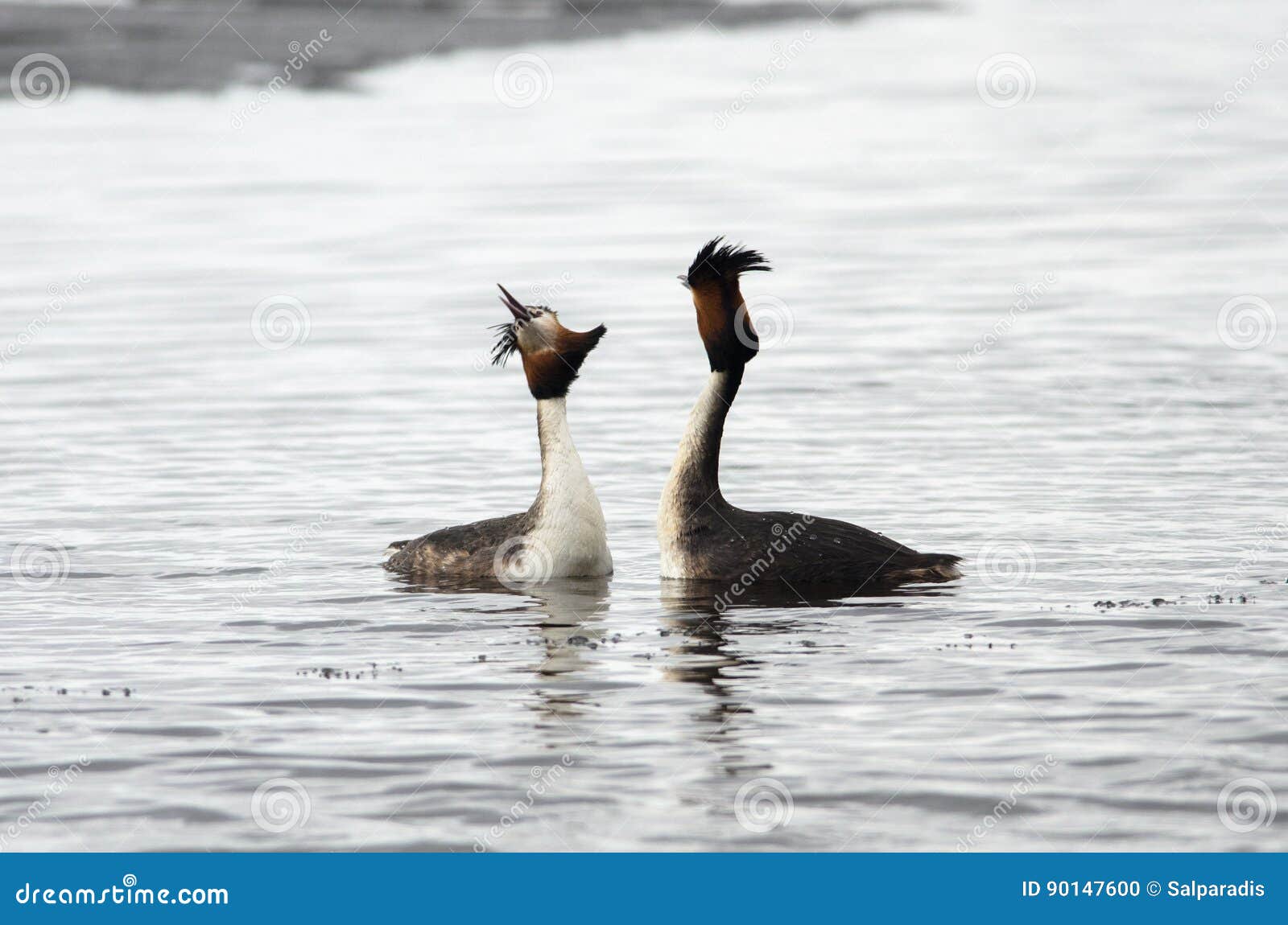 Adulazione Degli Svassi Maggiori Fotografia Stock - Immagine di ...