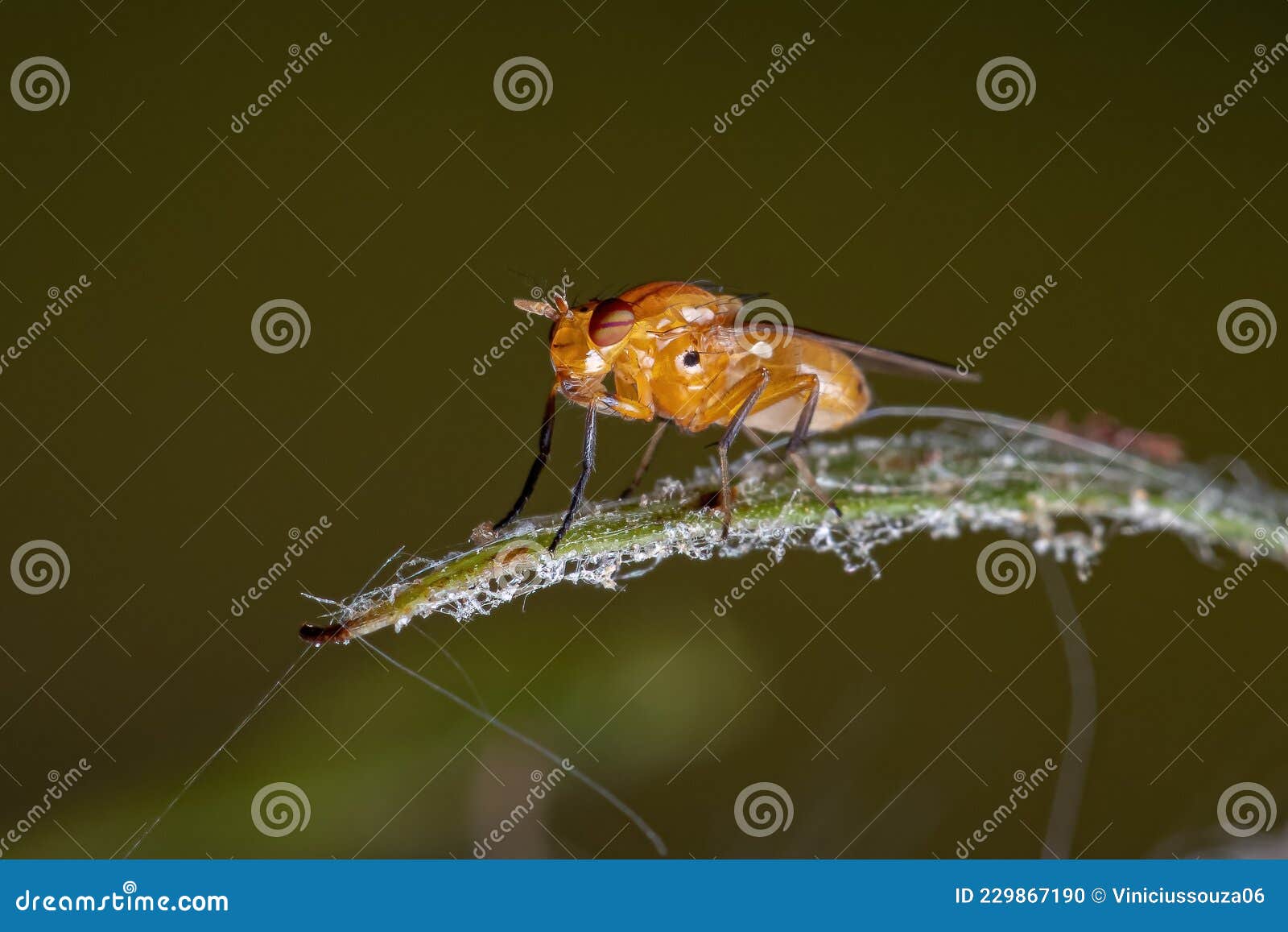 Adult Acalyptrate Fly stock photo. Image of insect, pest - 229867190
