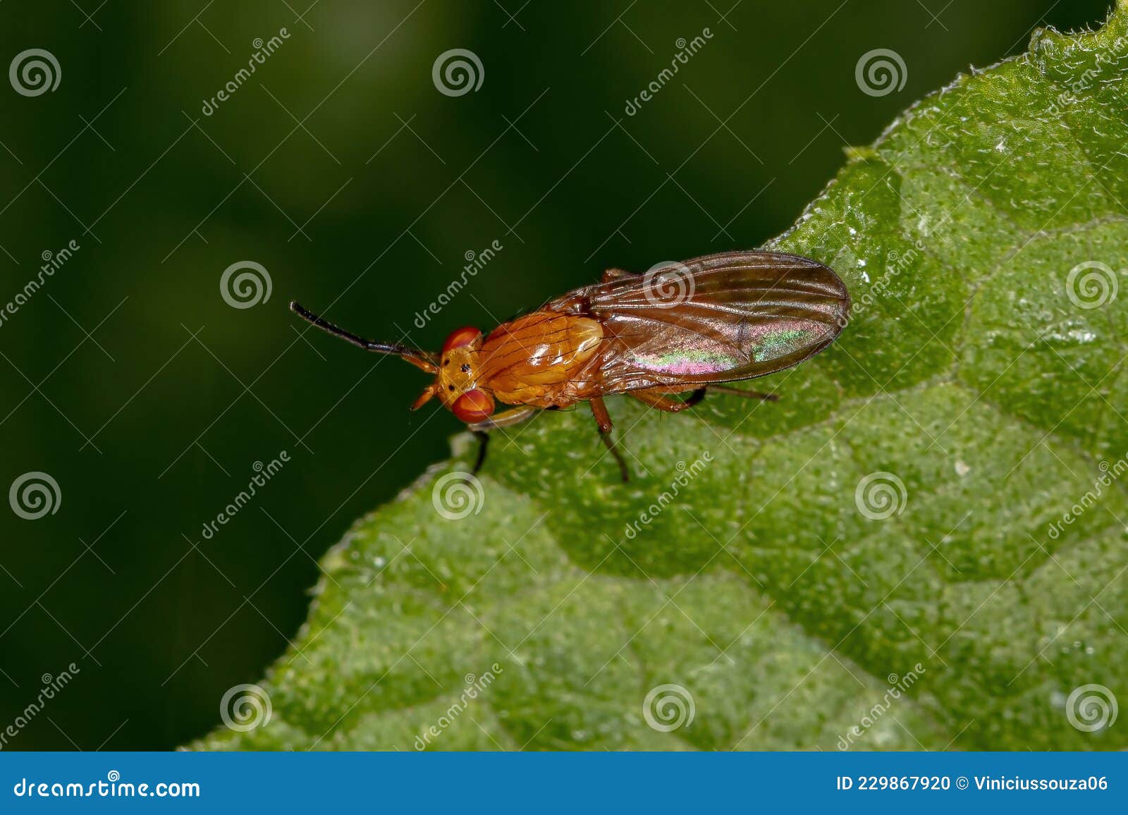 Adult Acalyptrate Fly stock photo. Image of nature, cyclorrhapha ...