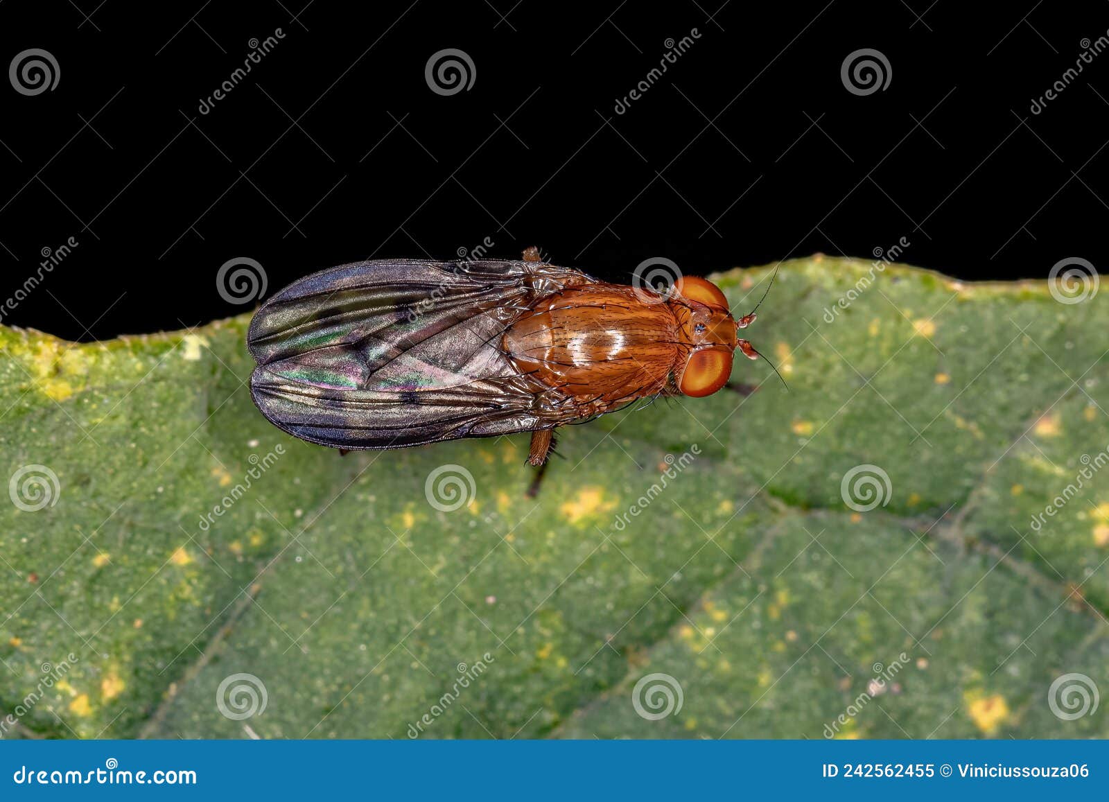 Adult Acalyptrate Fly stock image. Image of hairy, lauxaniid - 242562455