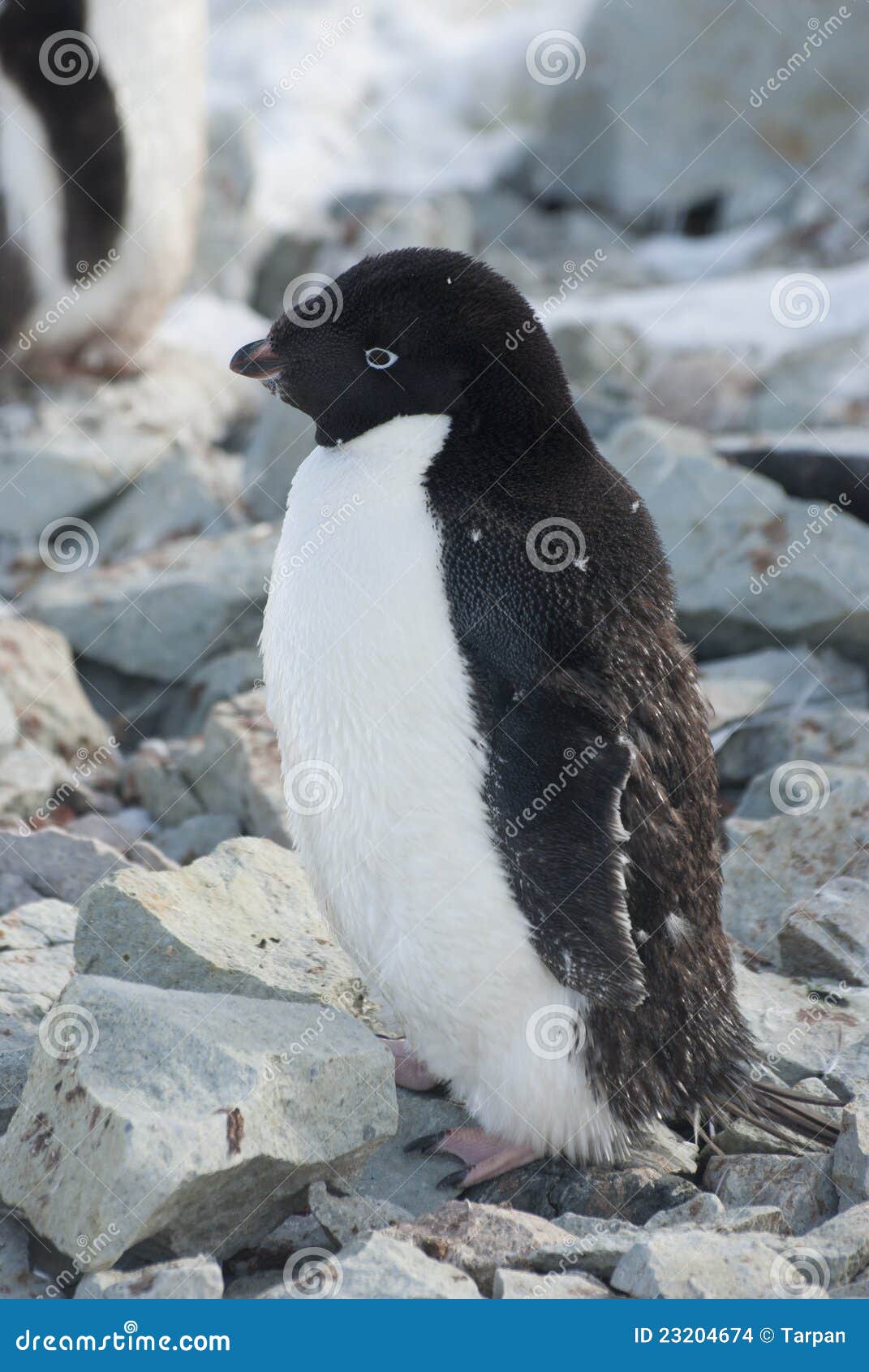 Adult Adelie Penguin, Which Molt. Stock Photo - Image of nature, spring ...