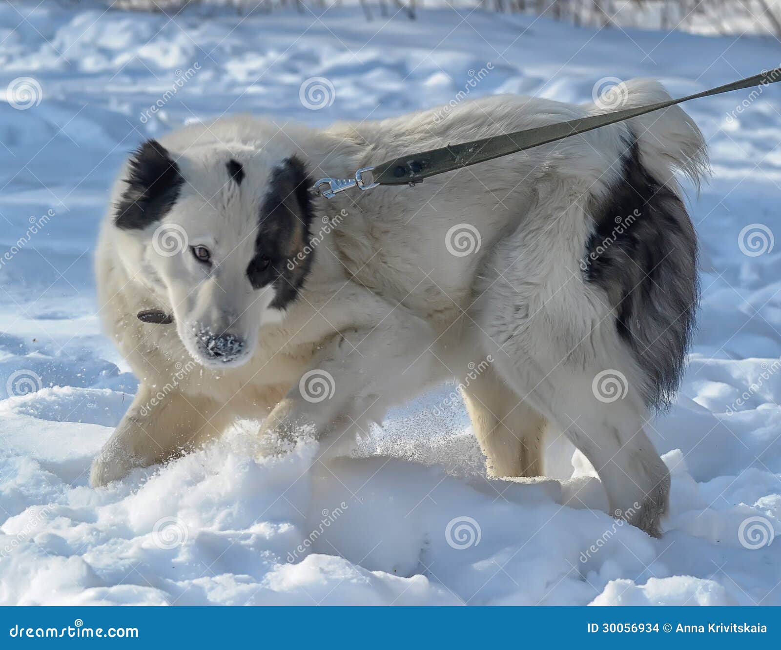 Black and white alabai stock photo. Image of funny, lifestyle - 30056934